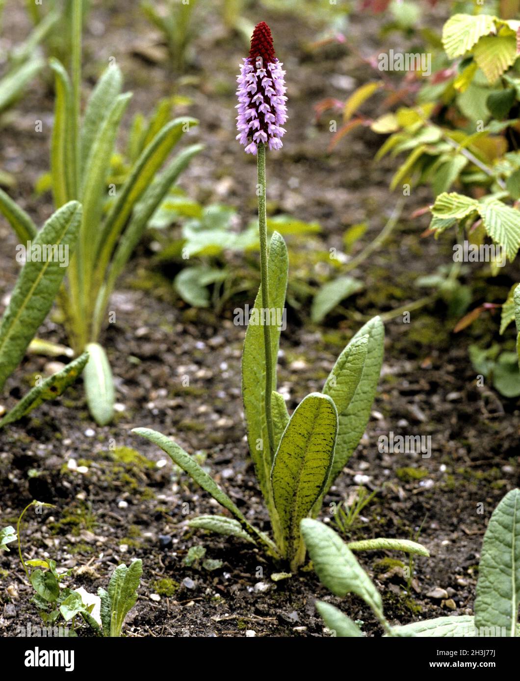 Vialii hi-res stock photography and images - Alamy