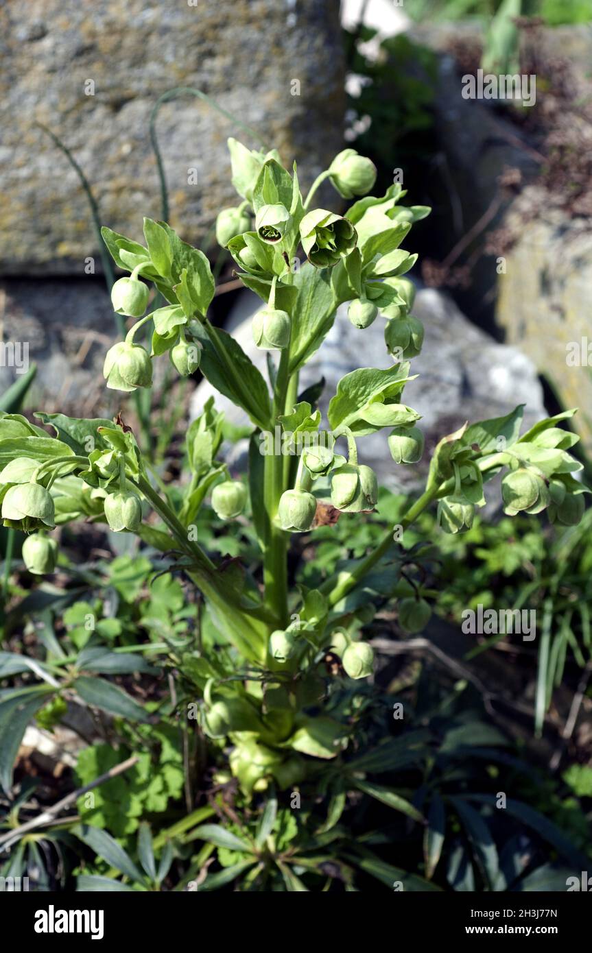 Stinking, hellebore, Helleborus, foetidus, palm-leaf snow lily Stock ...