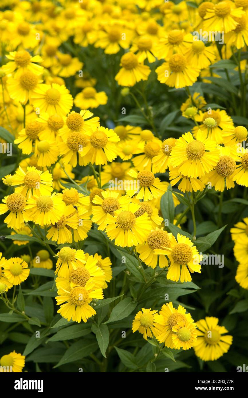 Sunflower; Helenium hybrids; Canaria Stock Photo - Alamy