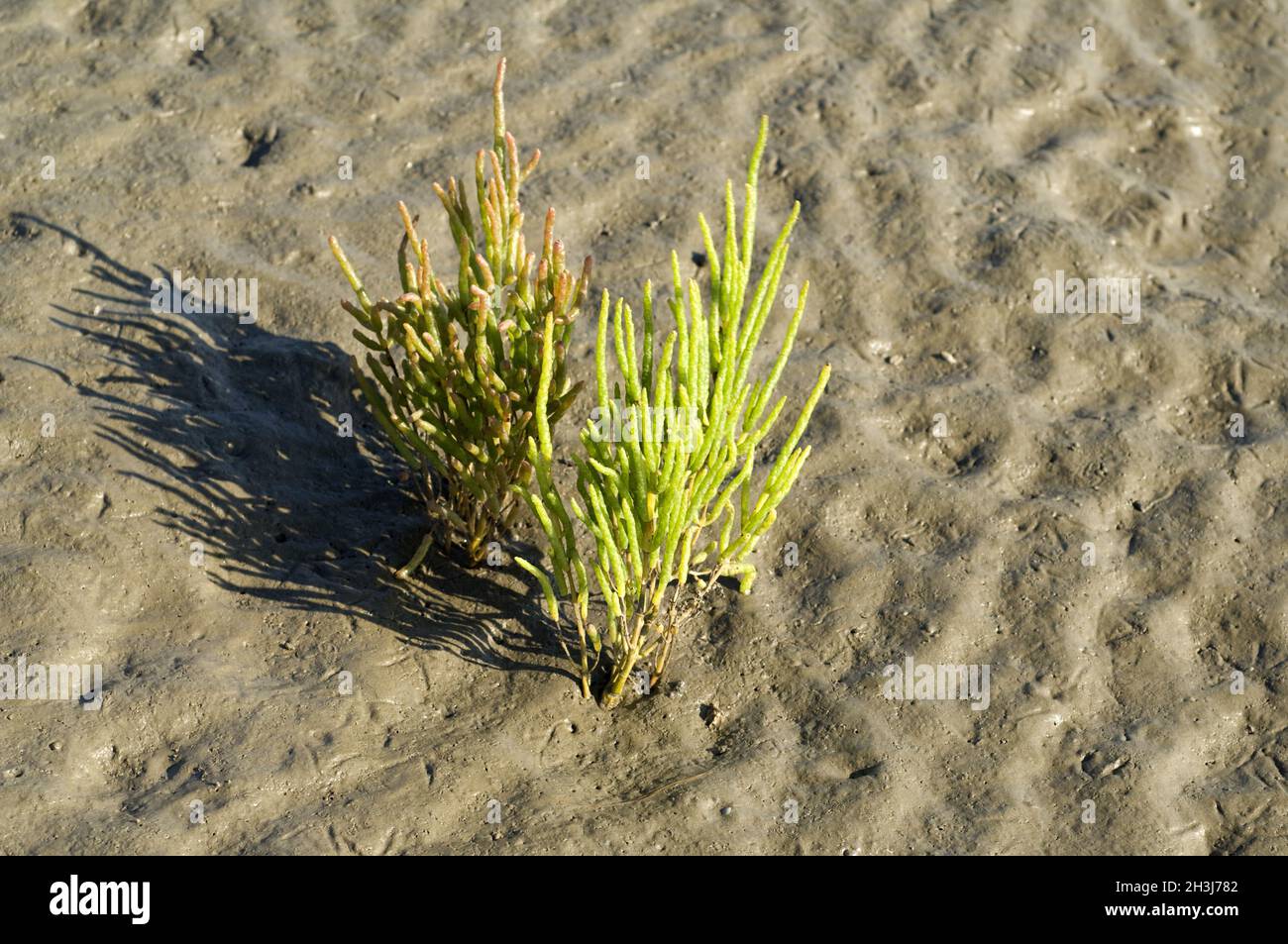 Queller; Europaeischer; Salicornia, europaea Stock Photo - Alamy