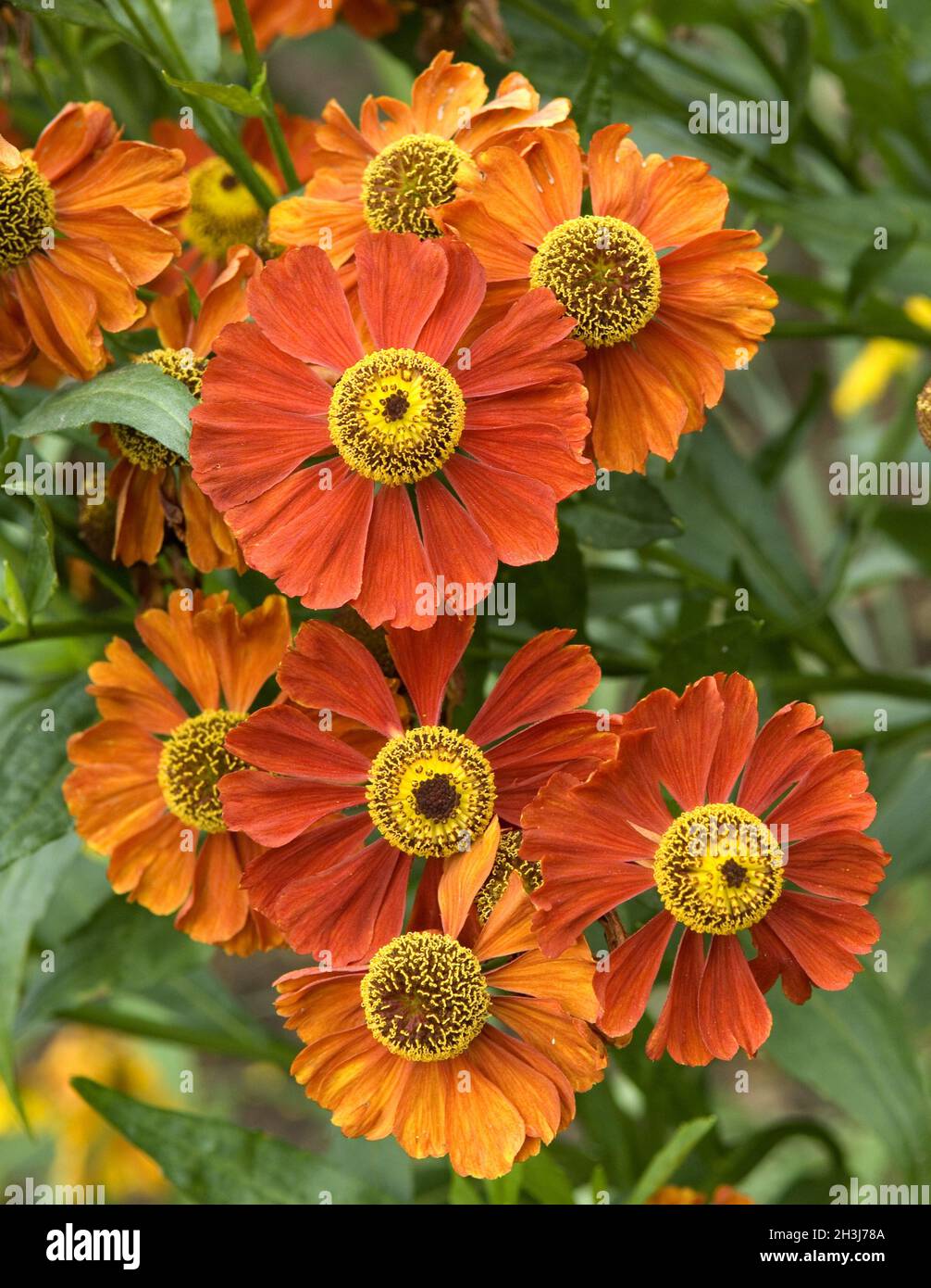 Sunflower, Ruby Dwarf Stock Photo - Alamy