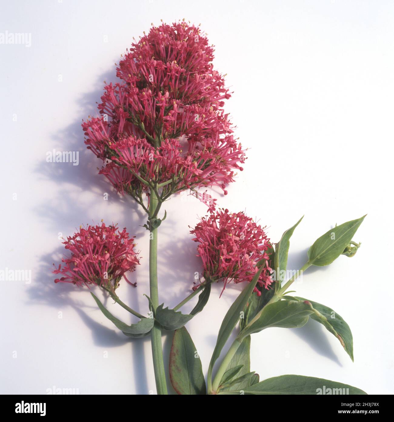 Spornblume; Centranthus ruber Stock Photo - Alamy