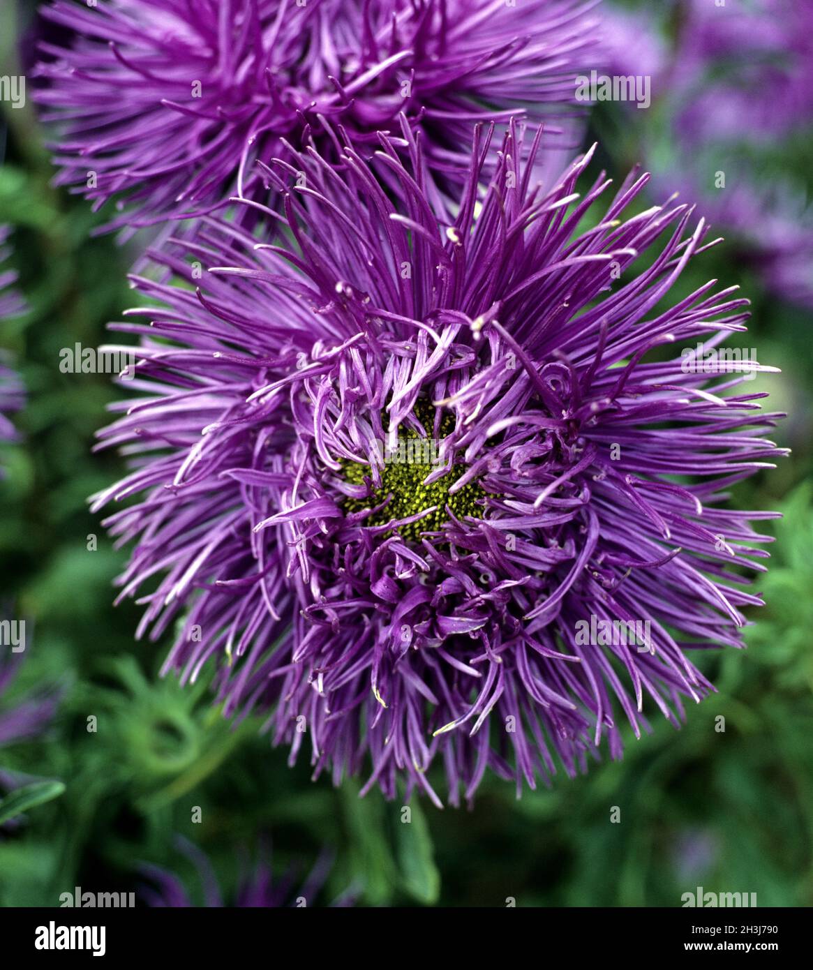 Giant Ray Aster Stock Photo - Alamy