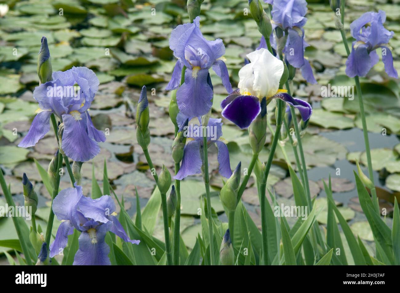 White native iris hi-res stock photography and images - Alamy