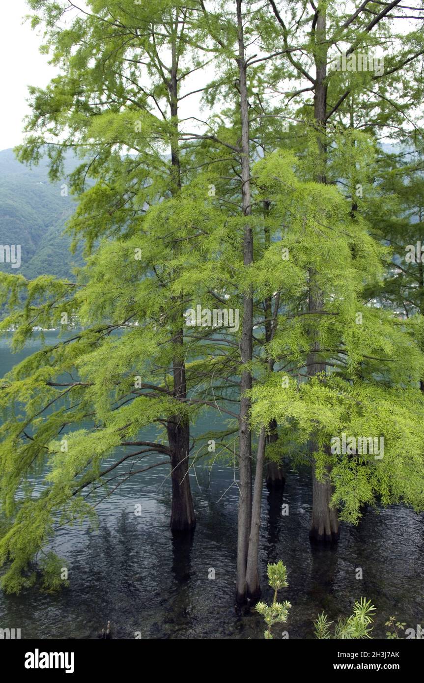 Bald cypress; Taxodium distichum Stock Photo - Alamy