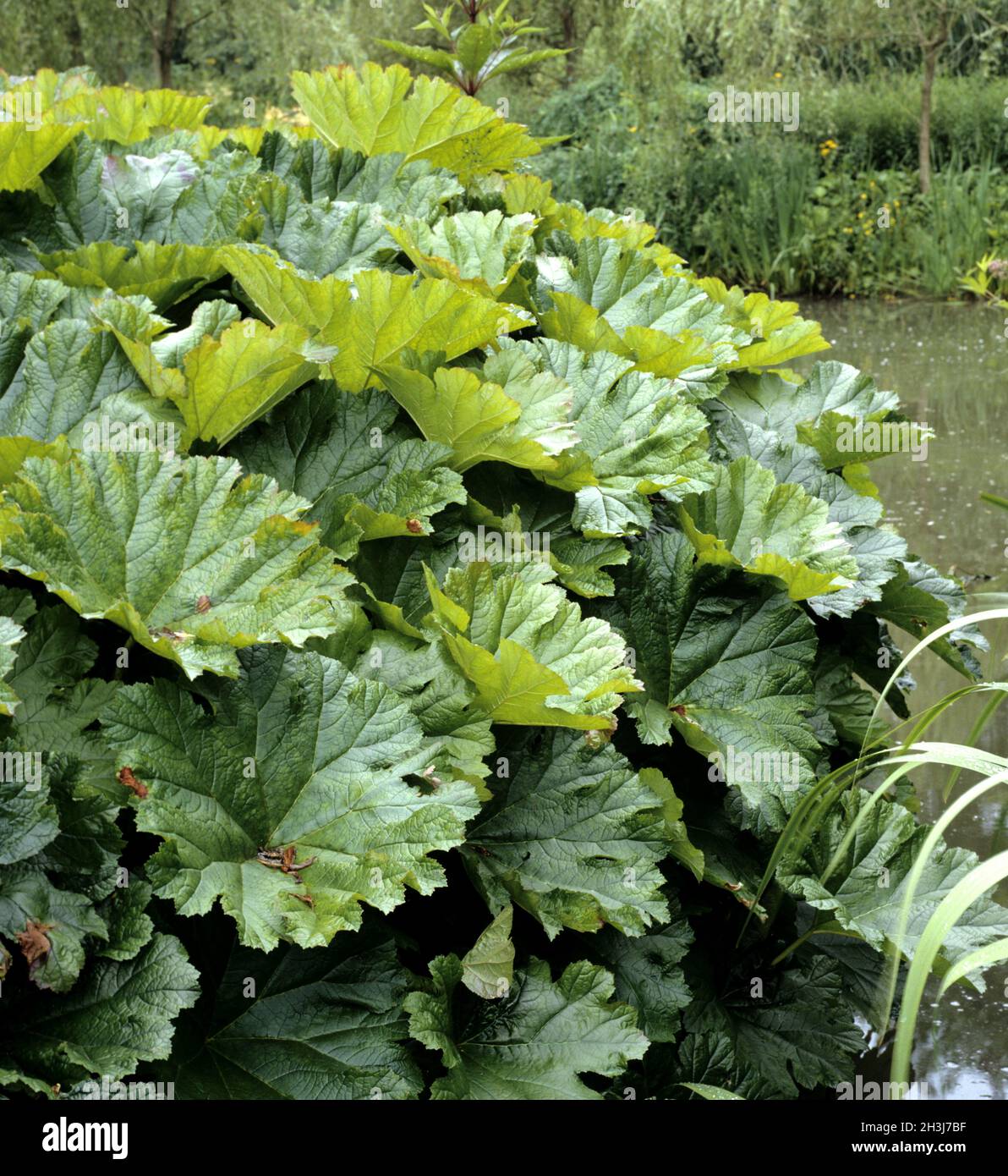 Shield leaf, Peltiphyllum peltatum, aquatic plants Stock Photo - Alamy