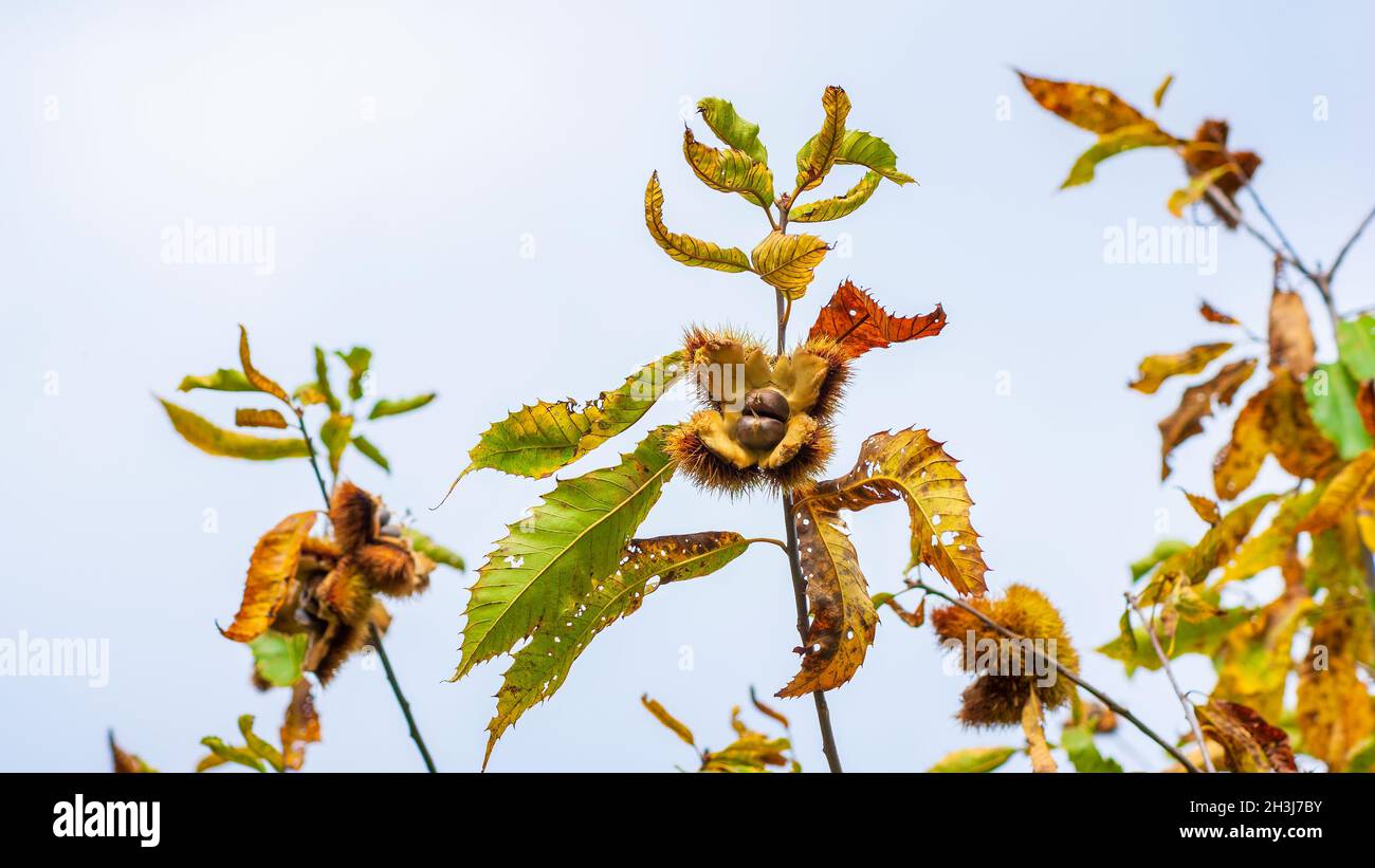 Opened burr of an American chestnut tree (Castanea dentata) revealing ...