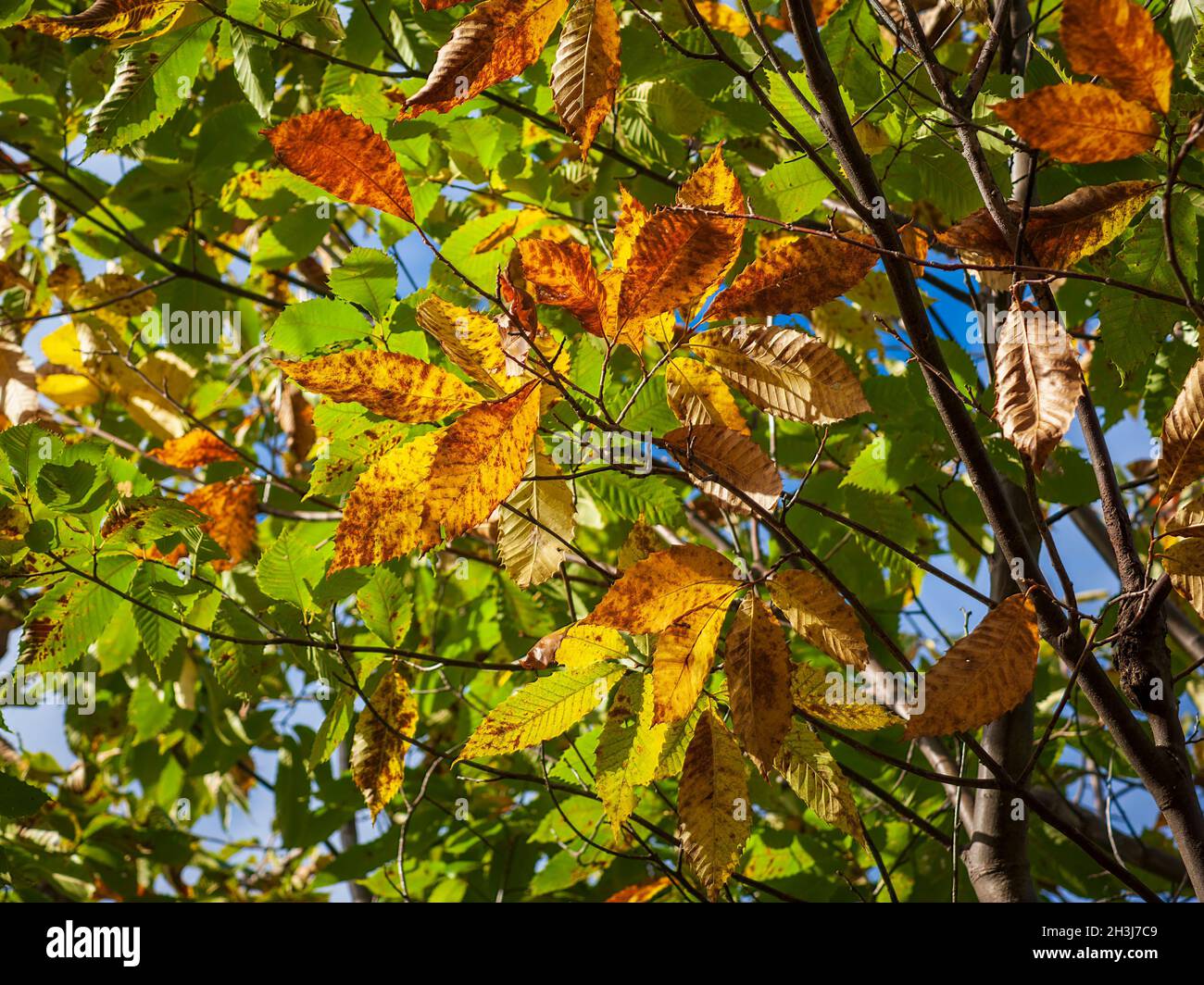 Chestnut tree leaves turning yellow hi-res stock photography and images ...