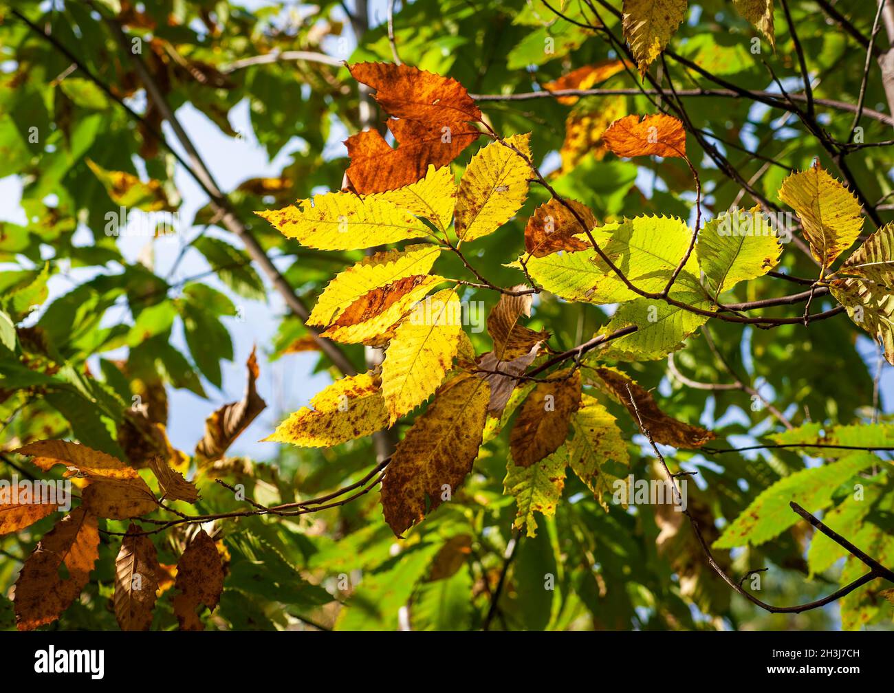 Chestnut tree leaves turning yellow hi-res stock photography and images ...
