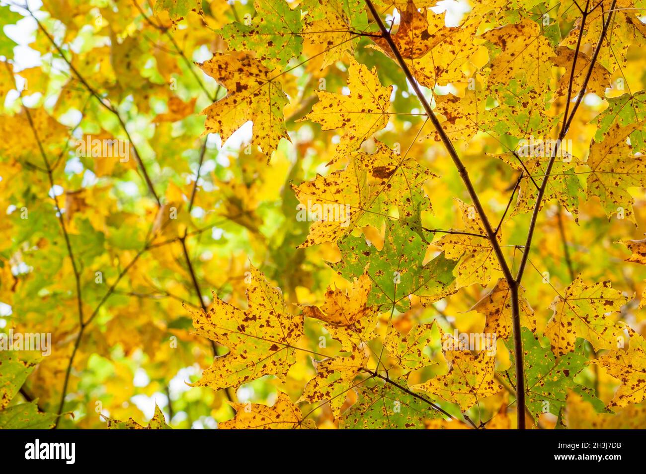 Twigs of a sugar maple tree (Acer saccharum) in peak fall foliage, with ...