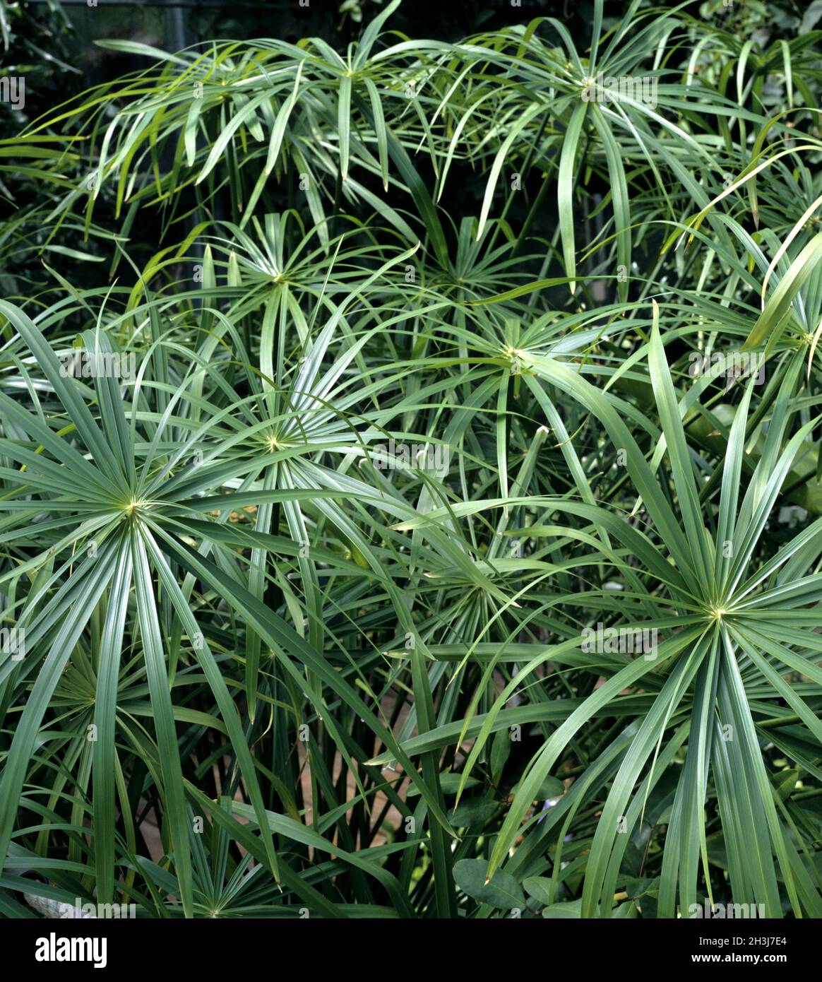 Zypergras, Cyperus, alternifolius Stock Photo - Alamy