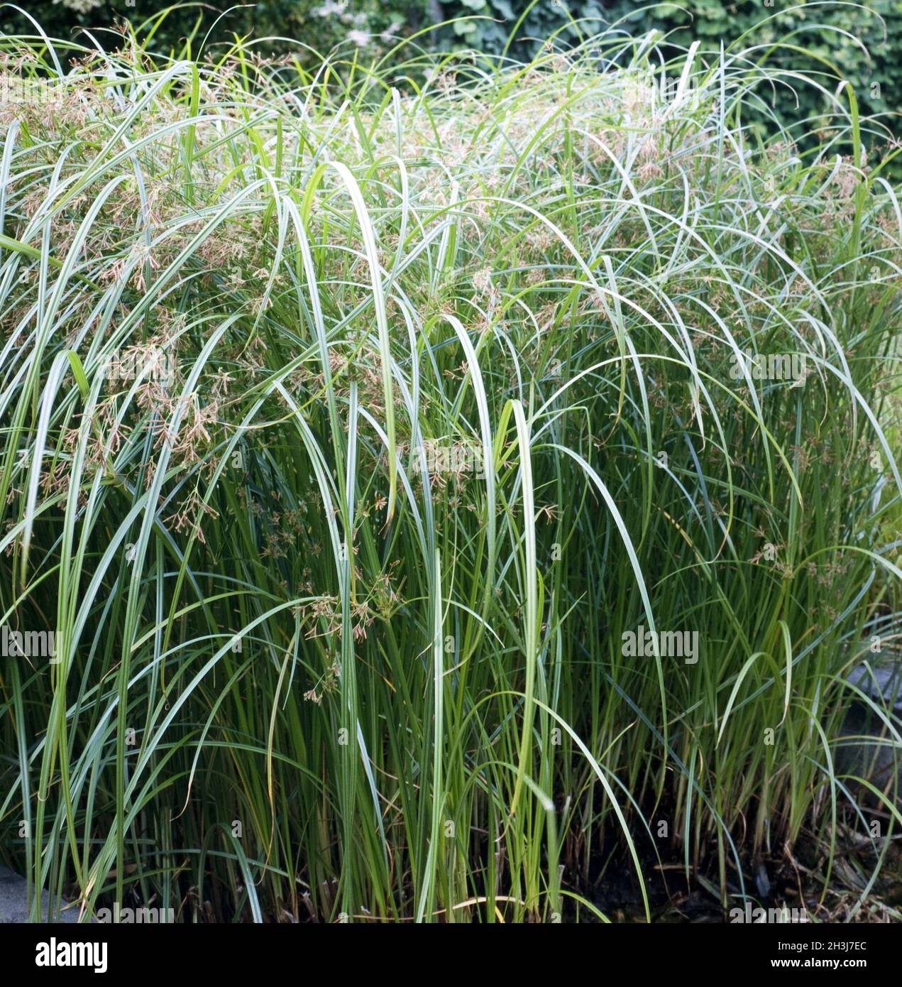 Zypergras, Cyperus, alternifolius Stock Photo - Alamy