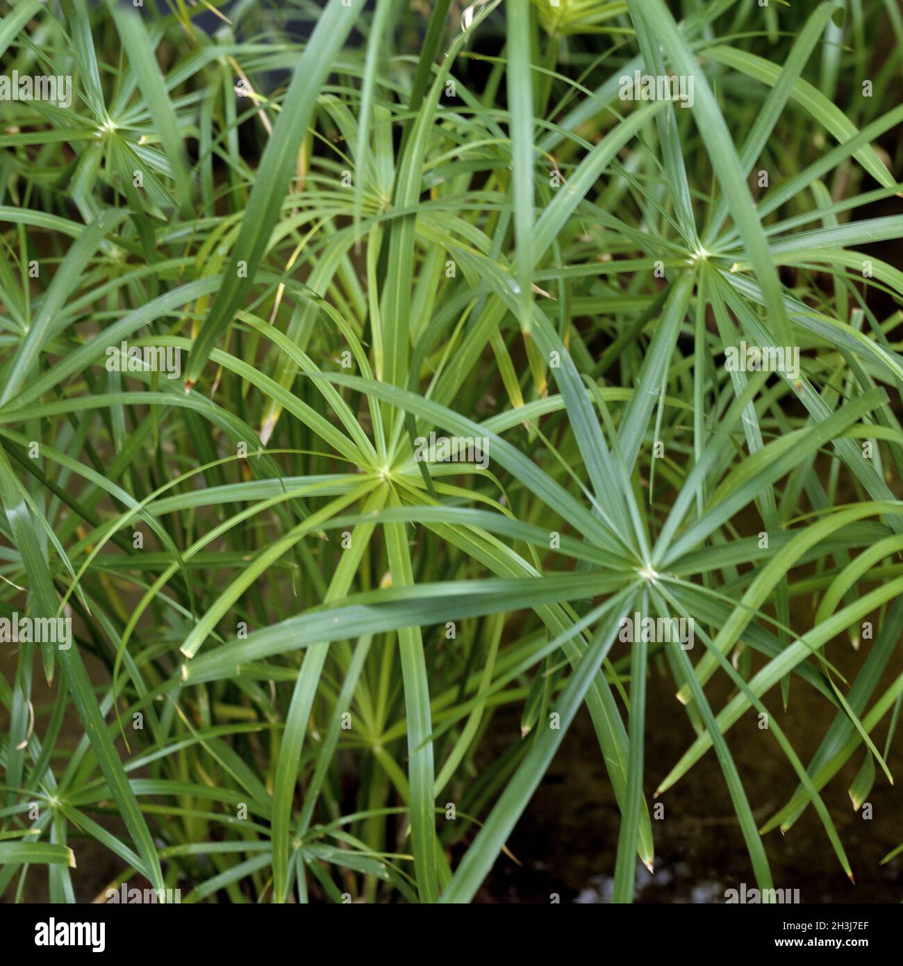 Zypergras, Cyperus, alternifolius Stock Photo - Alamy
