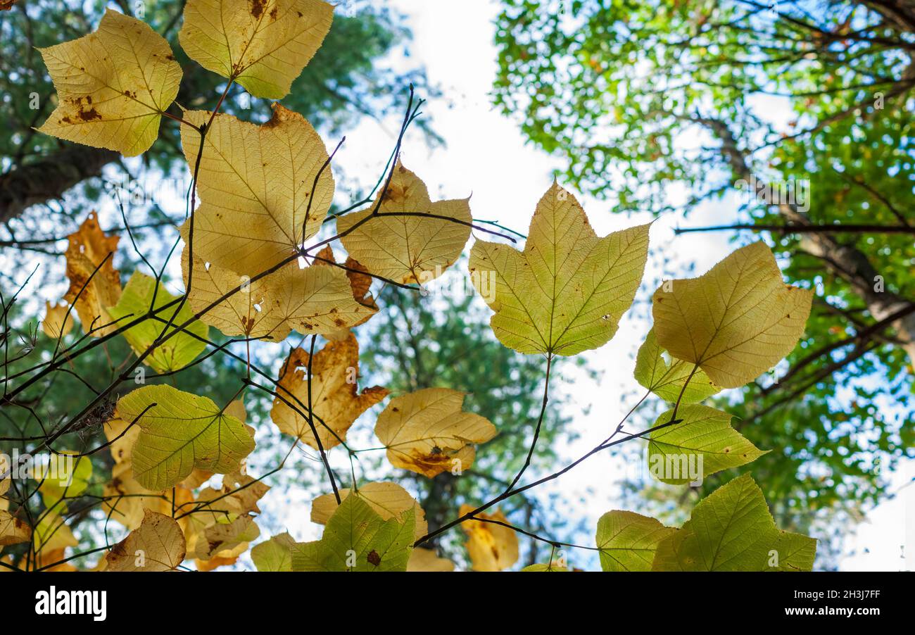 Striped maple (Acer pensylvanicum) - an understory canopy in fall ...