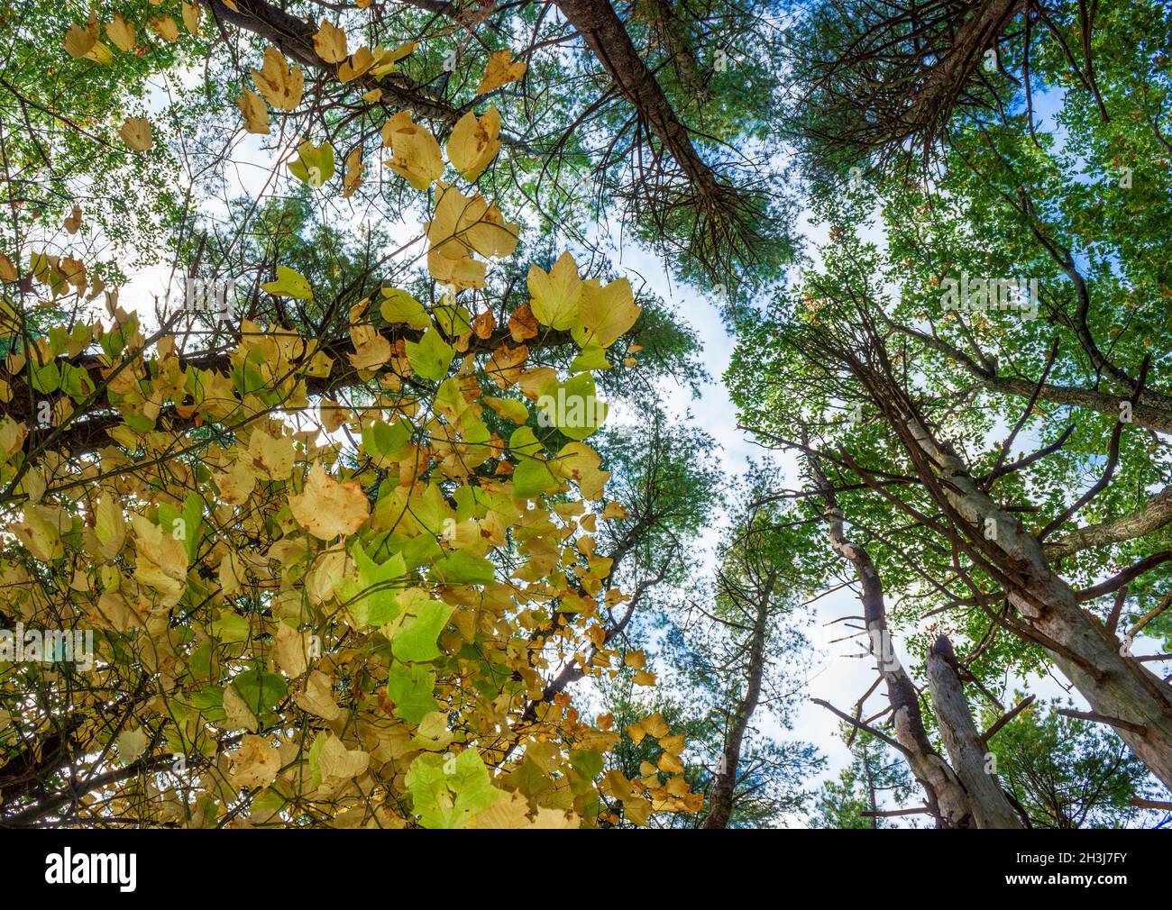 Striped maple (Acer pensylvanicum) - an understory canopy in fall ...