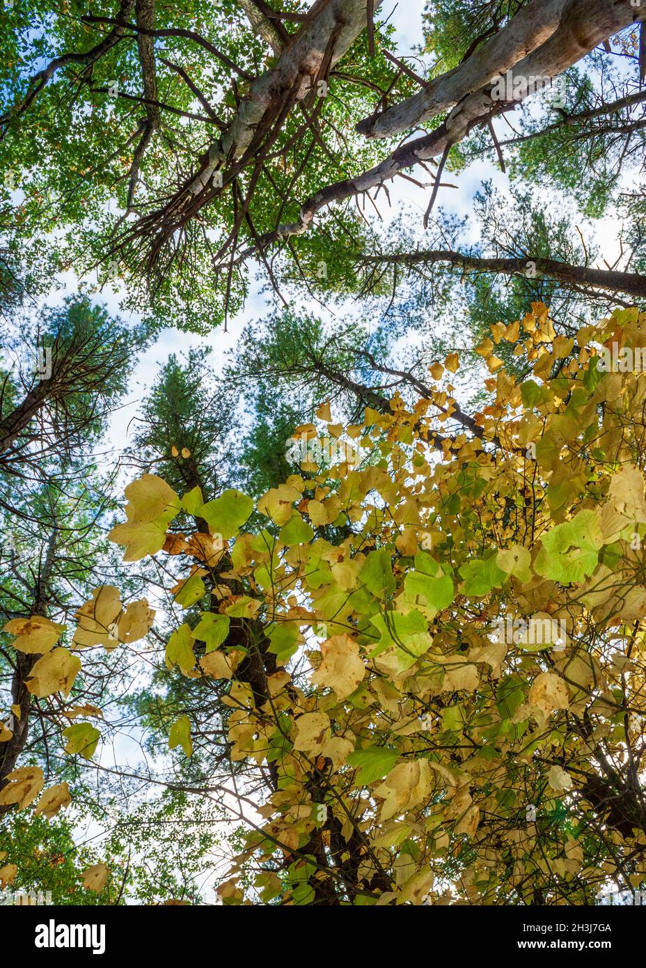 Striped maple (Acer pensylvanicum) - an understory canopy in fall ...
