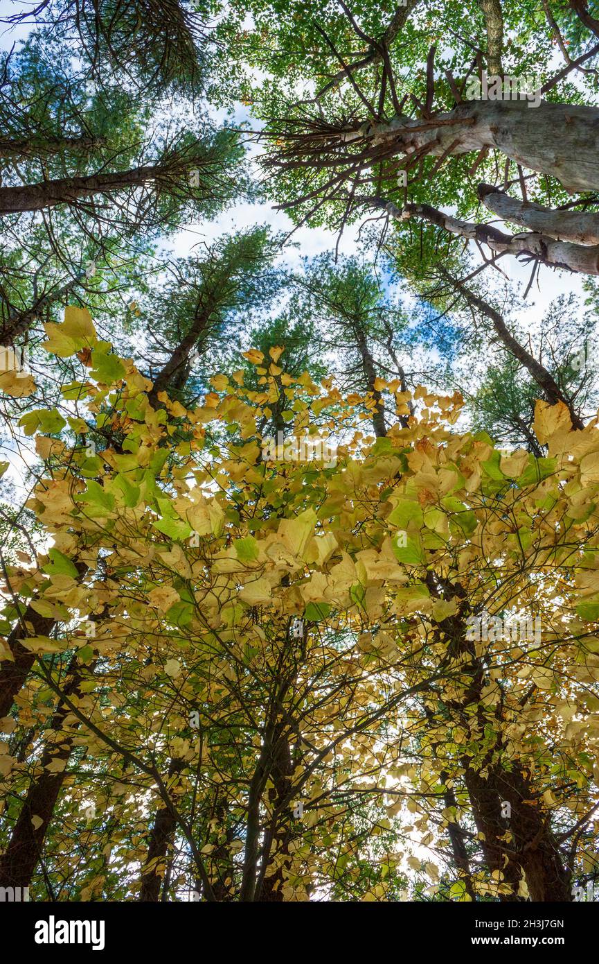 Striped maple (Acer pensylvanicum) - an understory canopy in fall ...