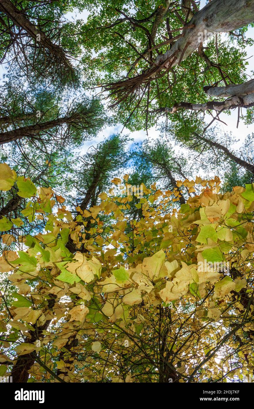 Striped maple hi-res stock photography and images - Alamy