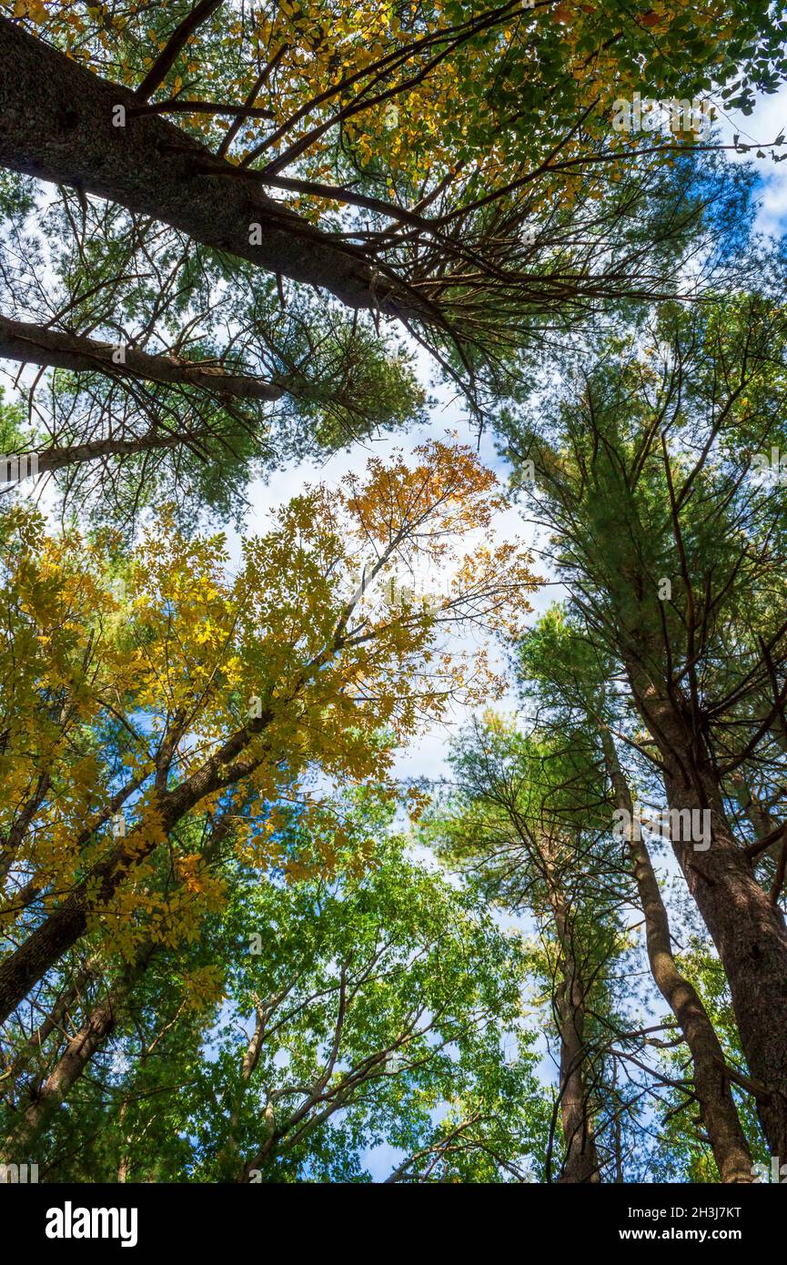 The canopy of an oak-hickory forest, with white pine trees mixed in ...