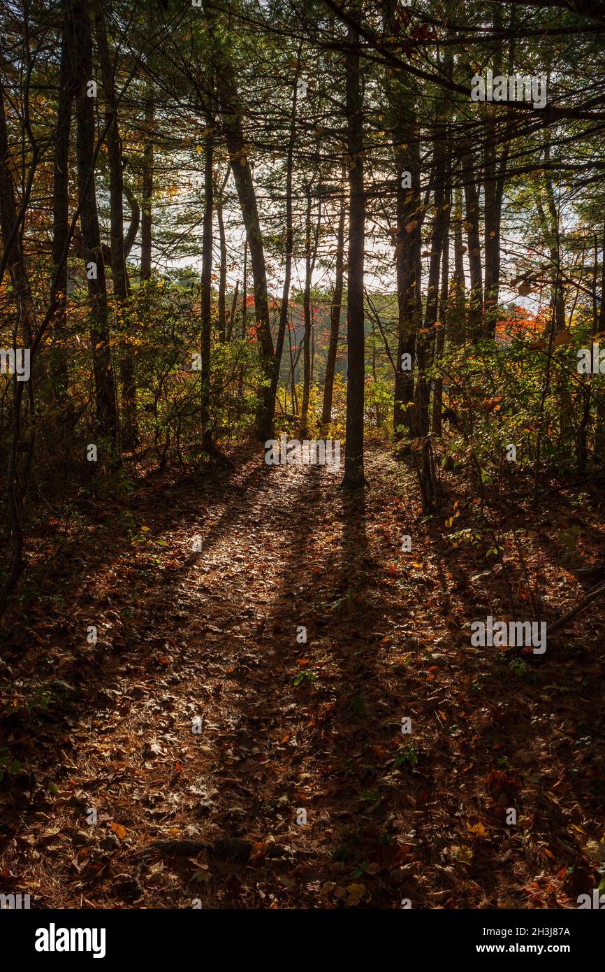 Mixed forest with eastern white pines (Pinus strobus) under heavy ...