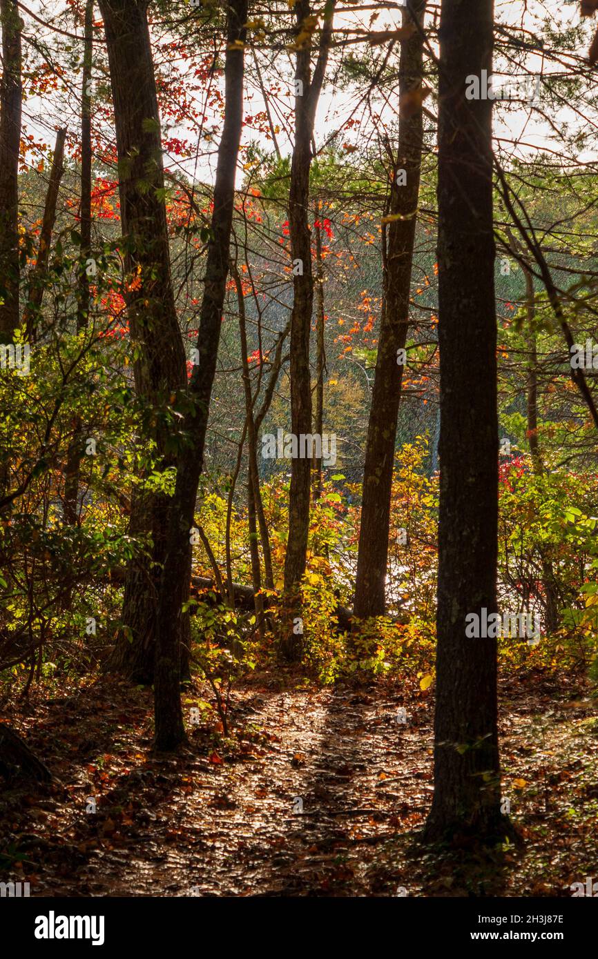 Mixed forest with eastern white pines (Pinus strobus) under heavy ...