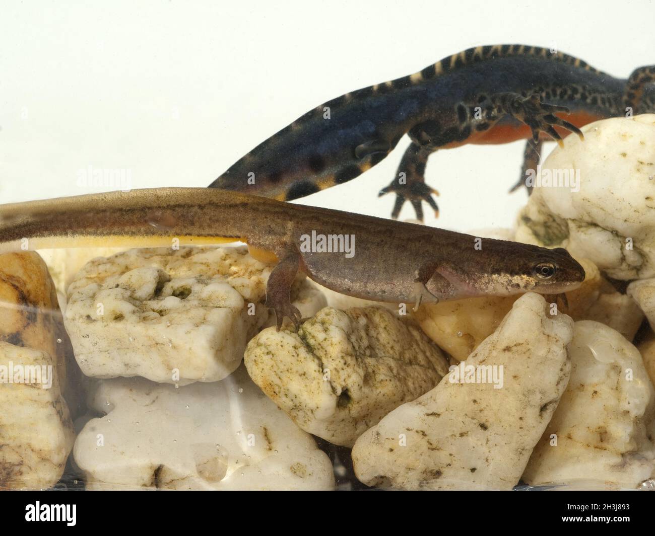Alpine newt; Ichthyosaura; male, female Stock Photo - Alamy