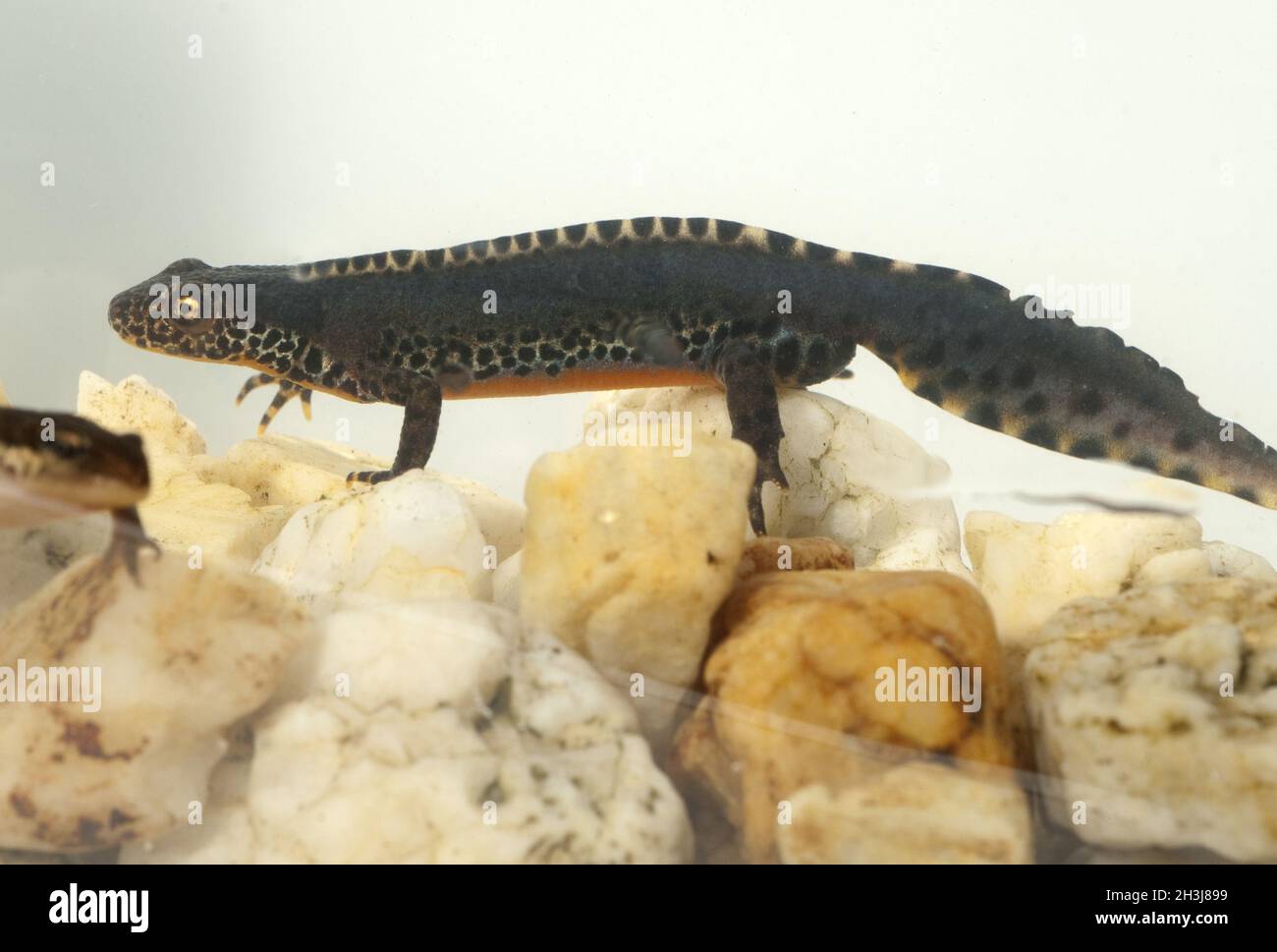 Mating costume hi-res stock photography and images - Alamy