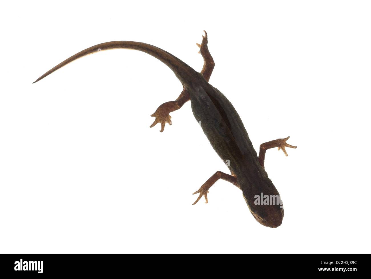 Alpine newt, Ichthyosaura alpestris, female Stock Photo - Alamy