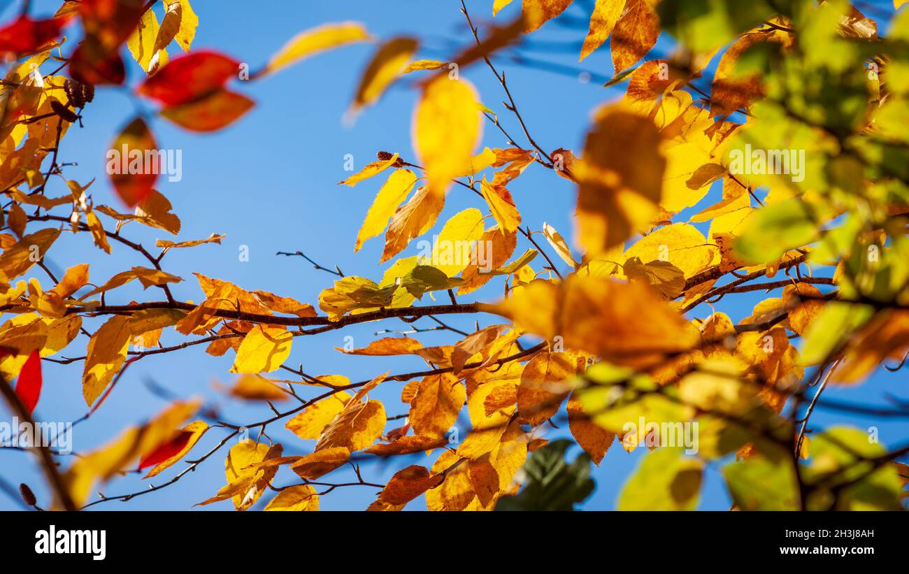 Sweet birch twigs (Betula lenta). Foliage in golden fall shades. Moore ...