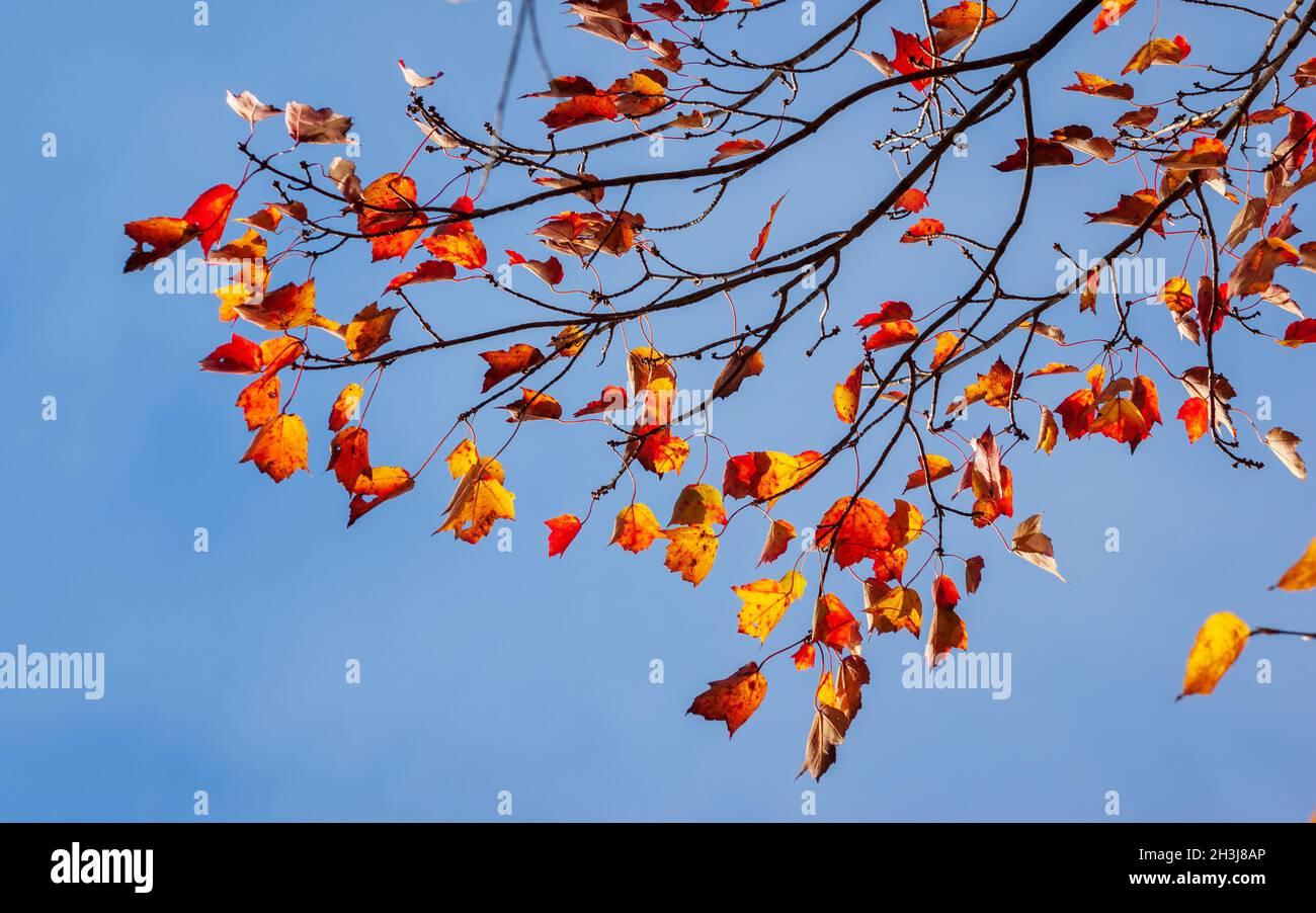 The branch of a red maple tree (Acer rubrum) at peak fall foliage, in golden and red colors ...