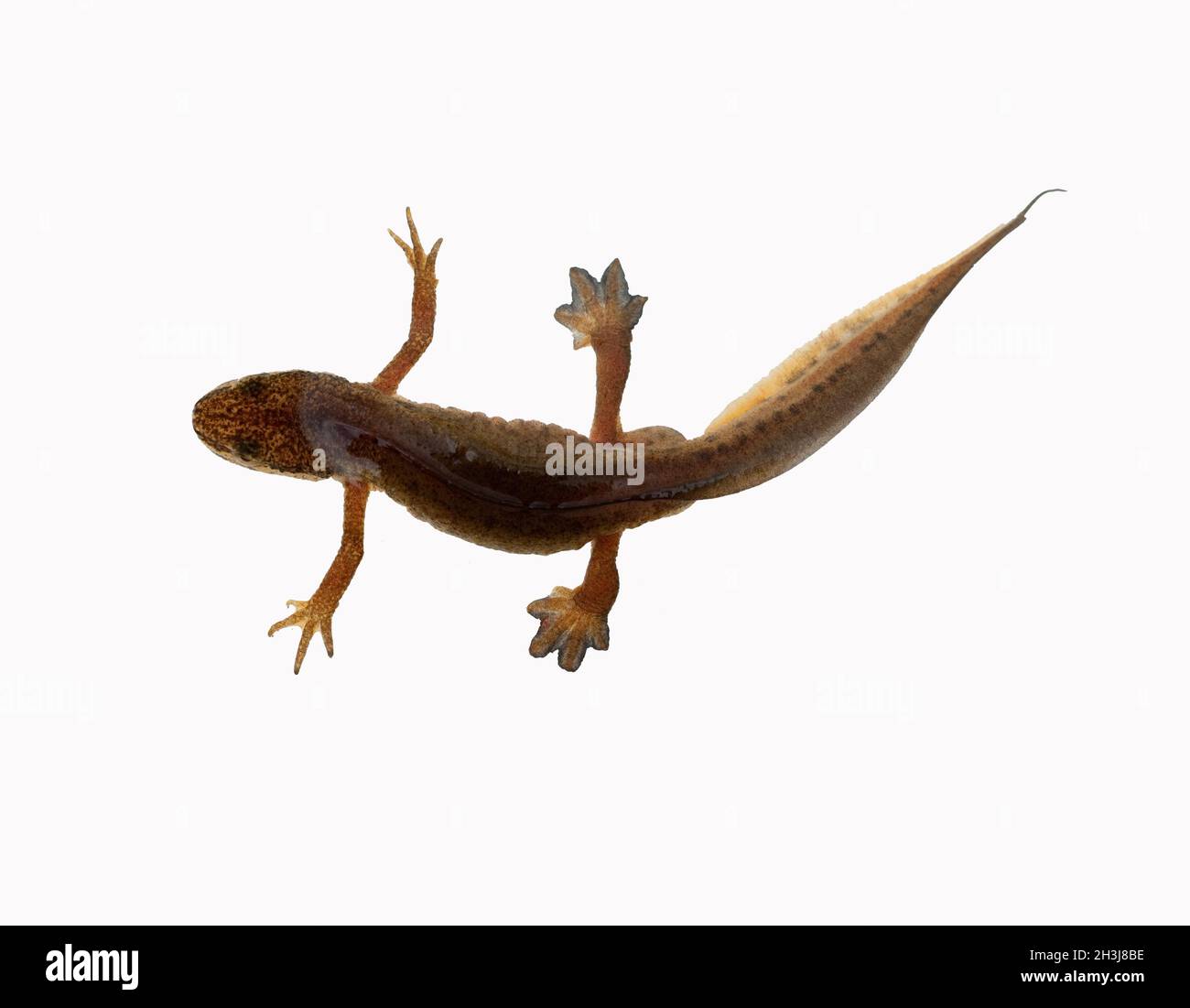 Newt mating Cut Out Stock Images & Pictures - Alamy