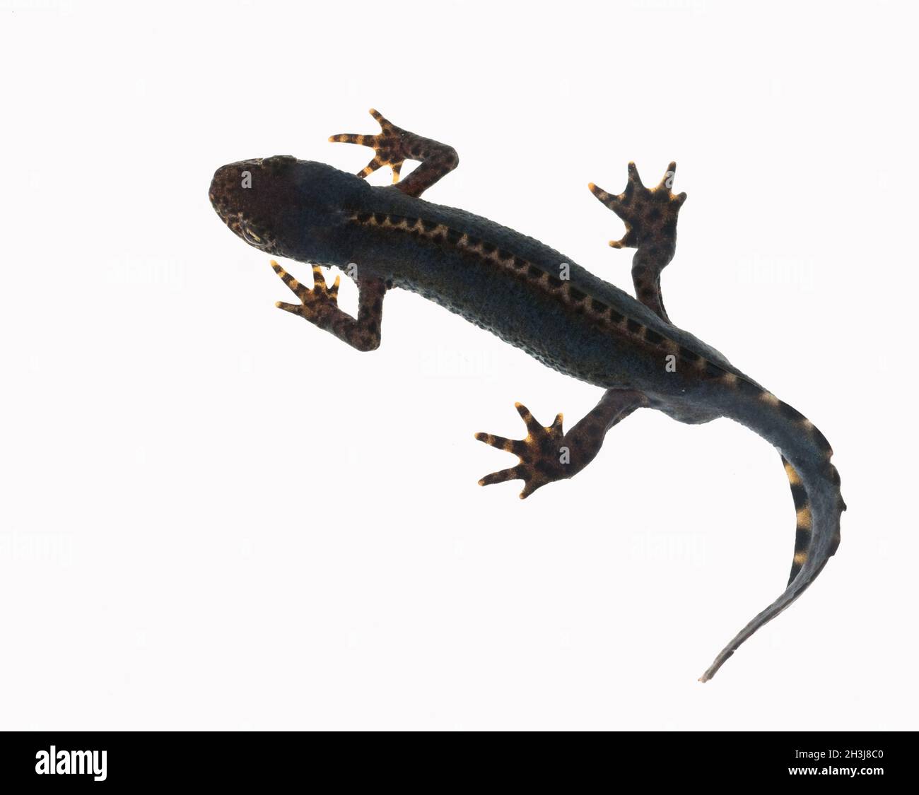 Newt mating hi-res stock photography and images - Alamy