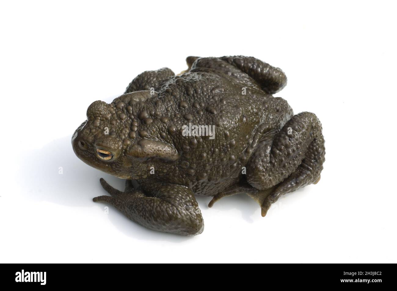 Toad, bufo bufo, earth toad Stock Photo - Alamy