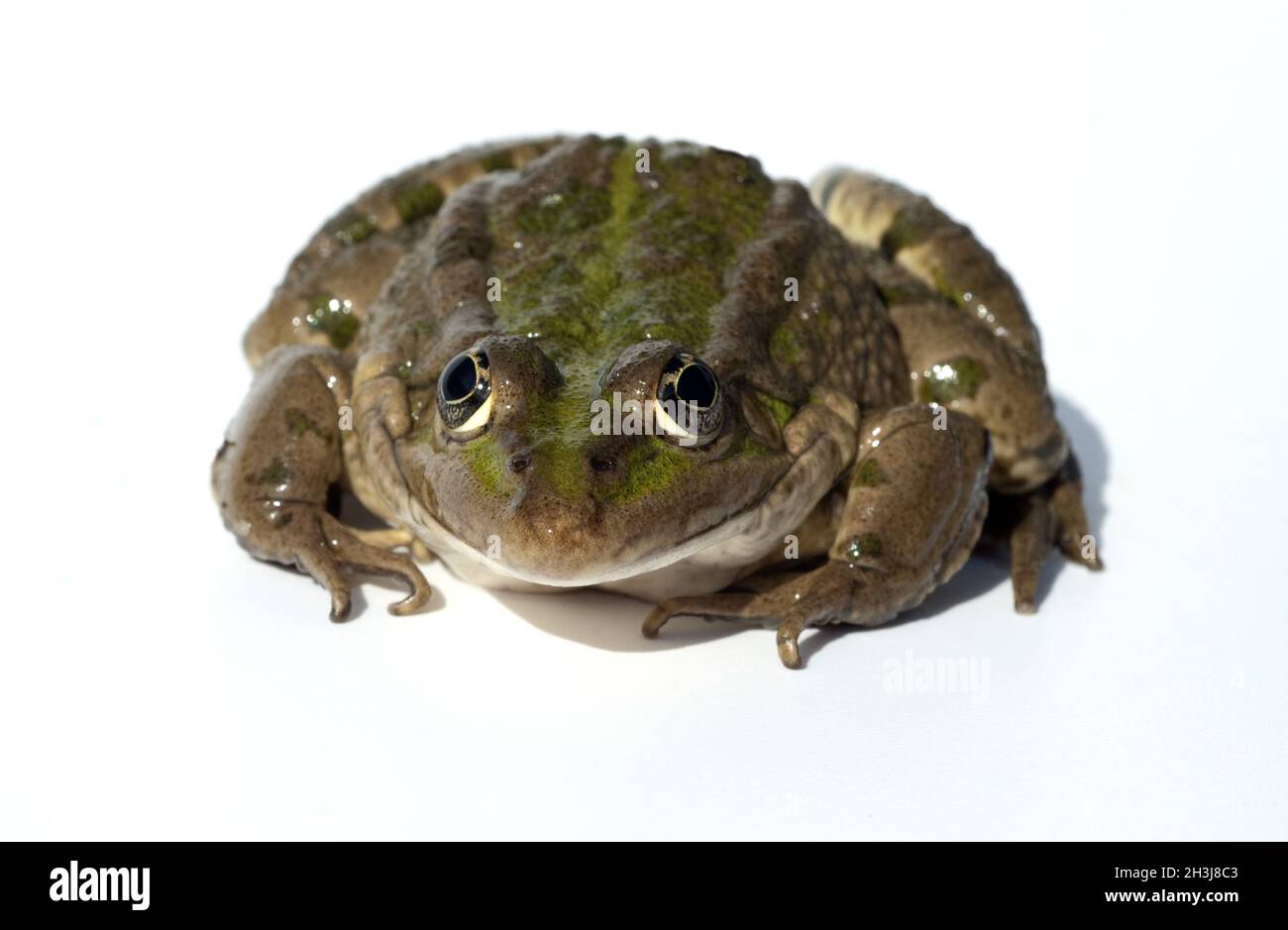 Real frogs hi-res stock photography and images - Alamy