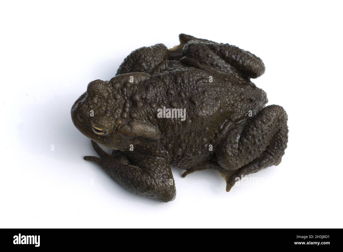 Black toad frog amphibia Cut Out Stock Images & Pictures - Alamy