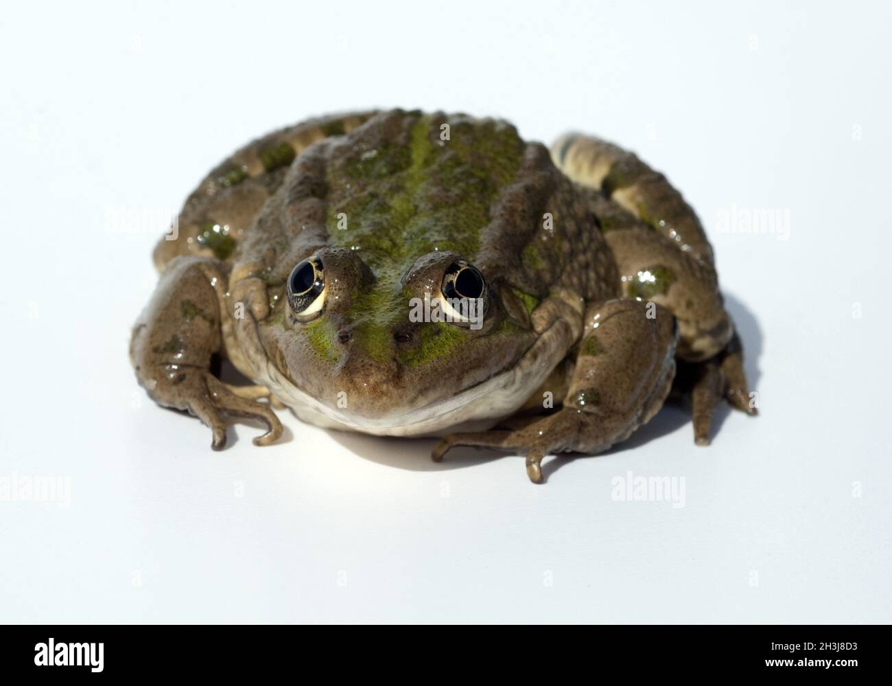 Real frogs hi-res stock photography and images - Alamy
