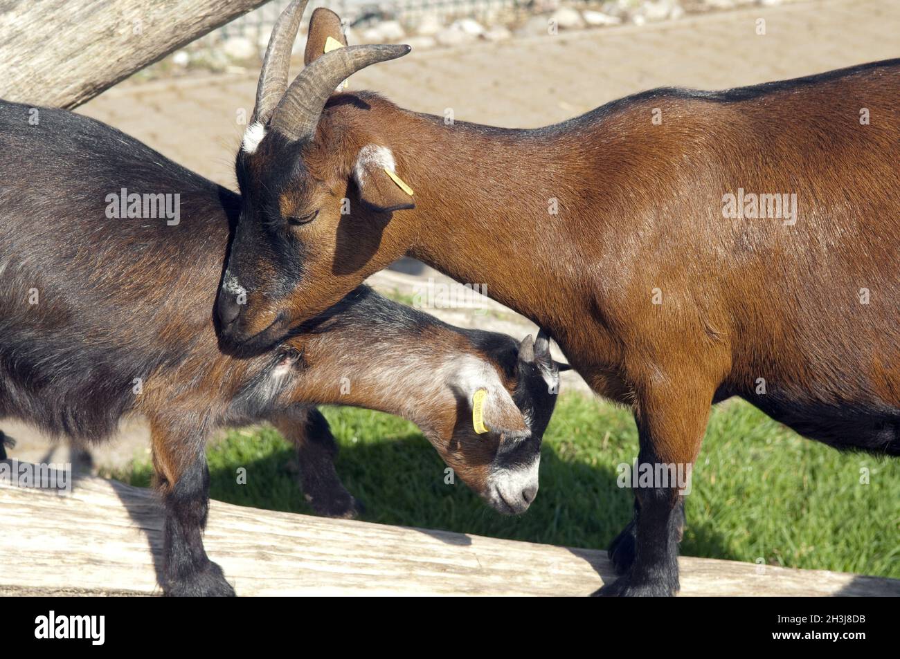 African Dwarf Goat Stock Photo - Alamy