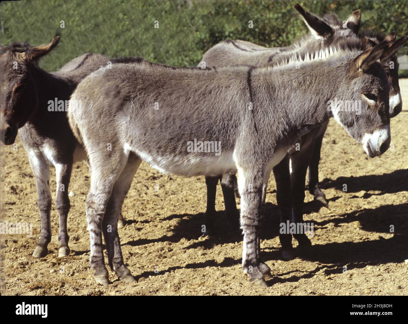 Donkey; Equus, asinus Stock Photo - Alamy