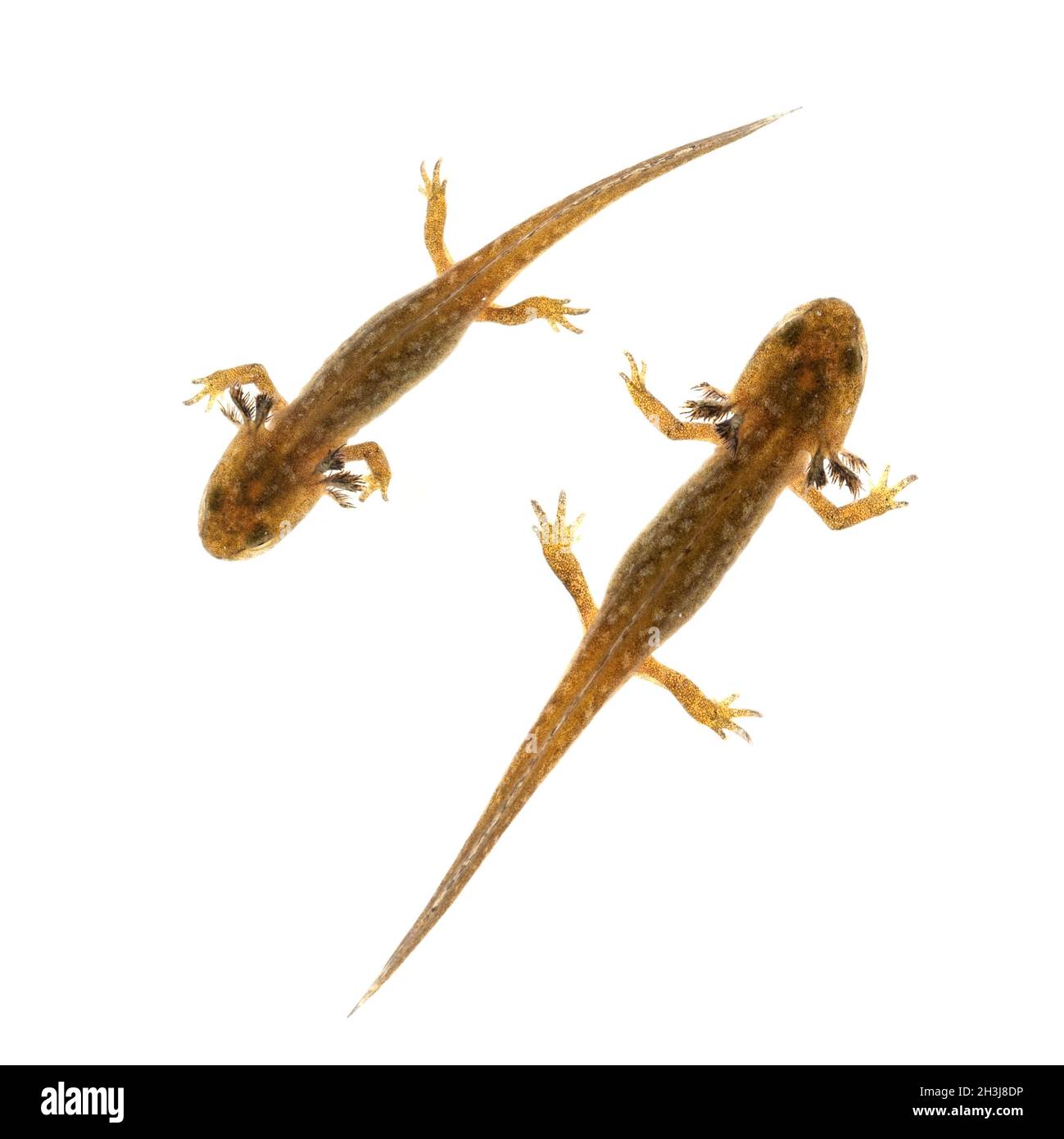 Larva salamanders Cut Out Stock Images & Pictures - Alamy
