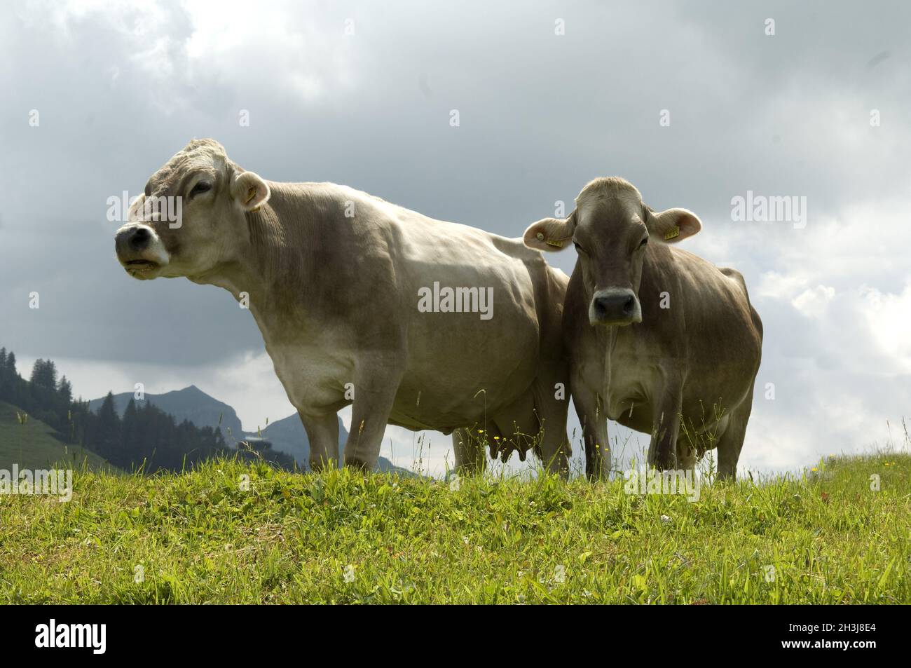 Cow, domestic cattle Stock Photo - Alamy