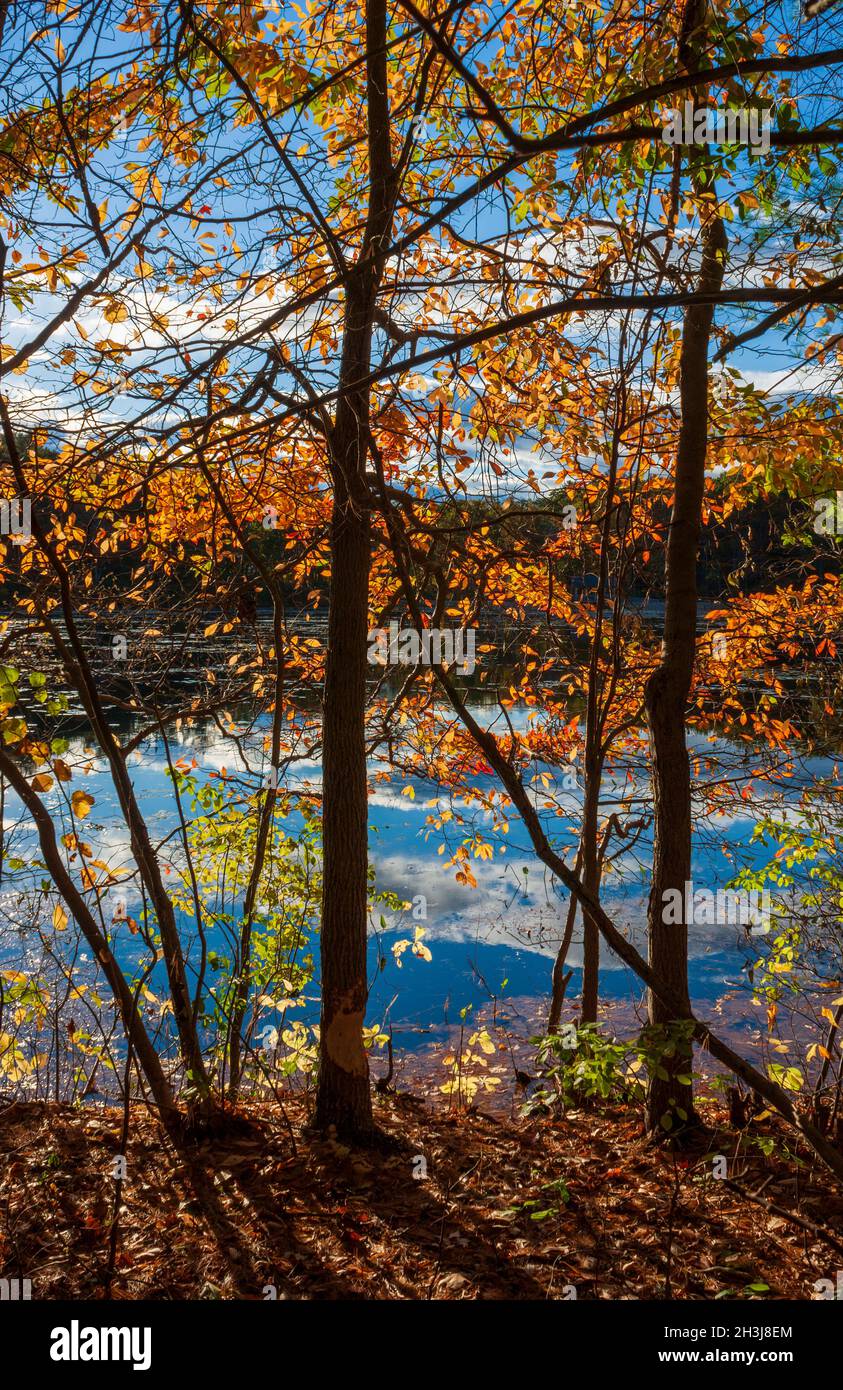 Black gum hi-res stock photography and images - Alamy