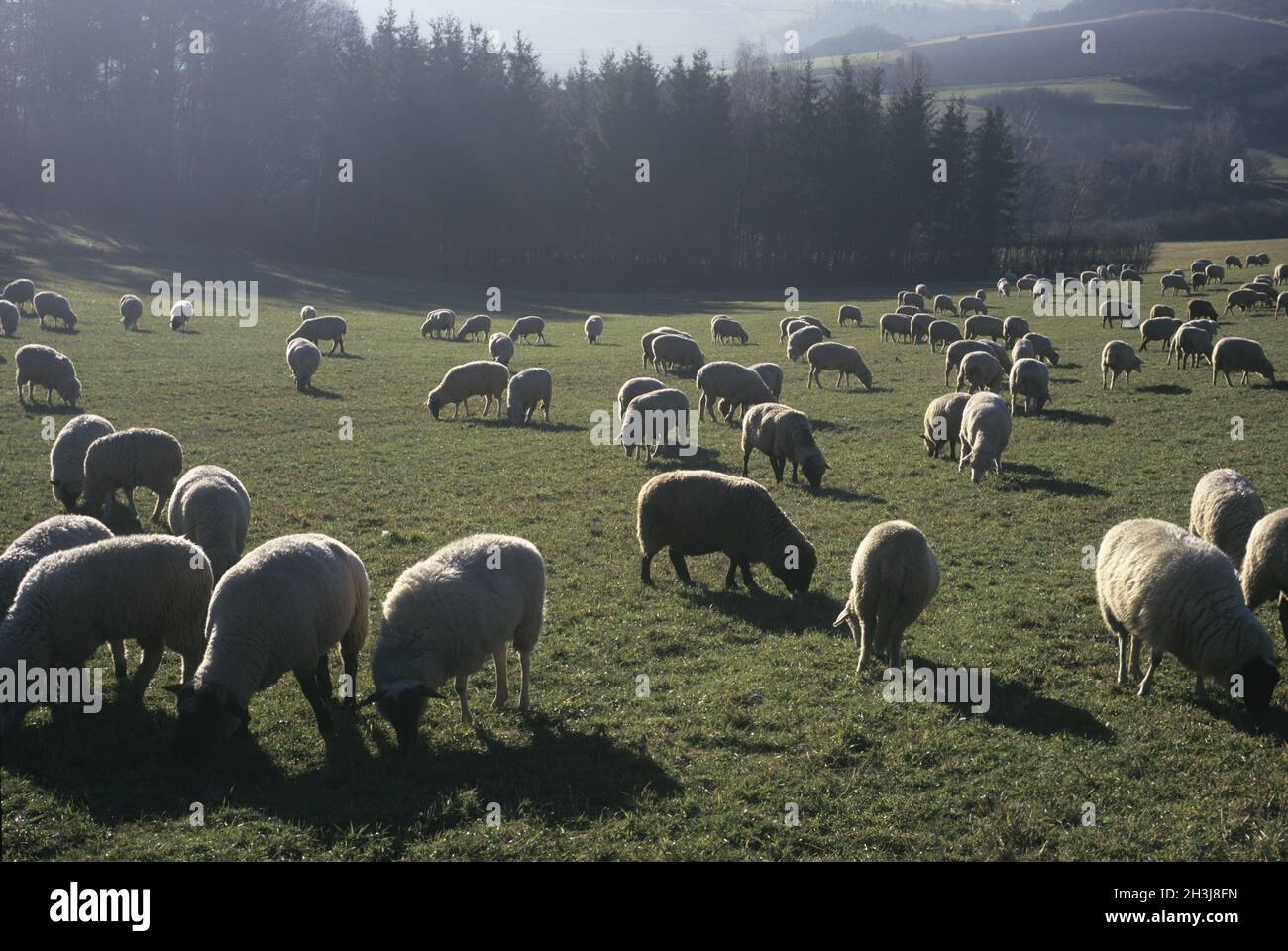 Flock of sheep Stock Photo - Alamy