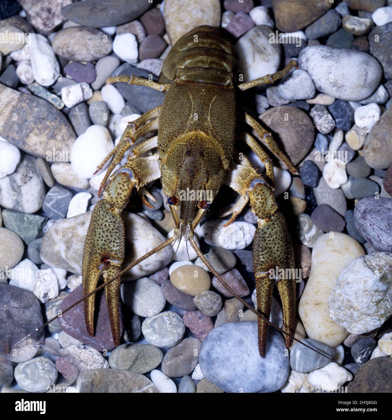 Flusskrebs, astacus astacus Stock Photo - Alamy