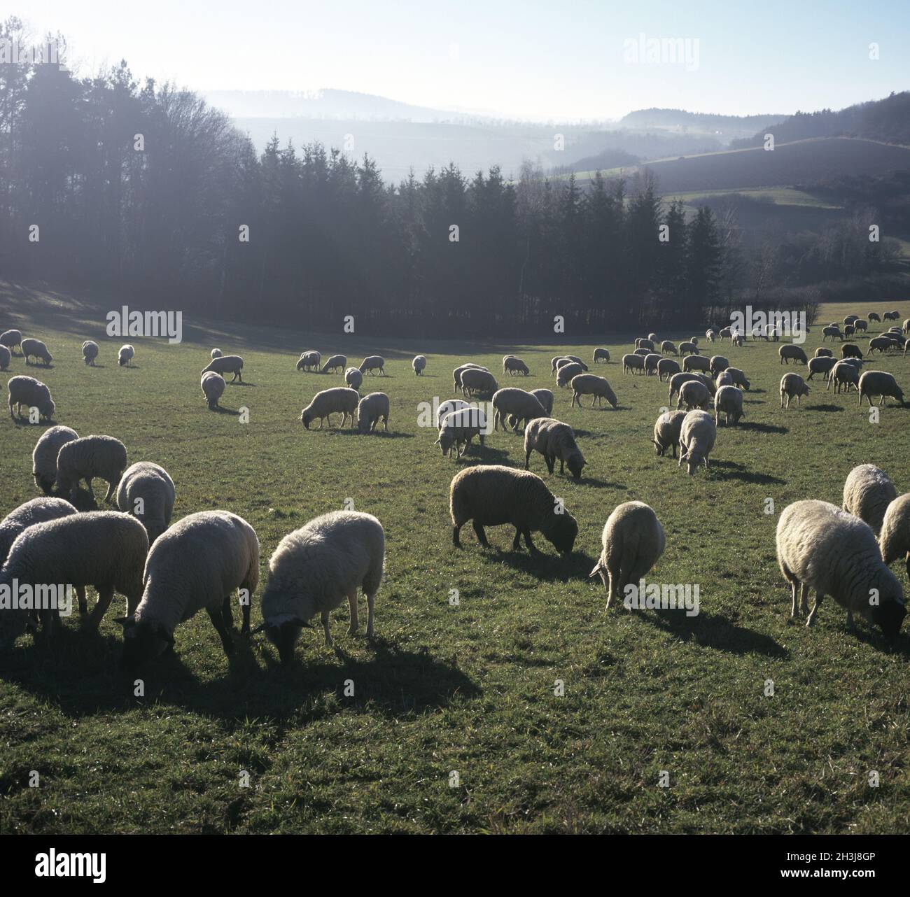 Flock of sheep Stock Photo - Alamy