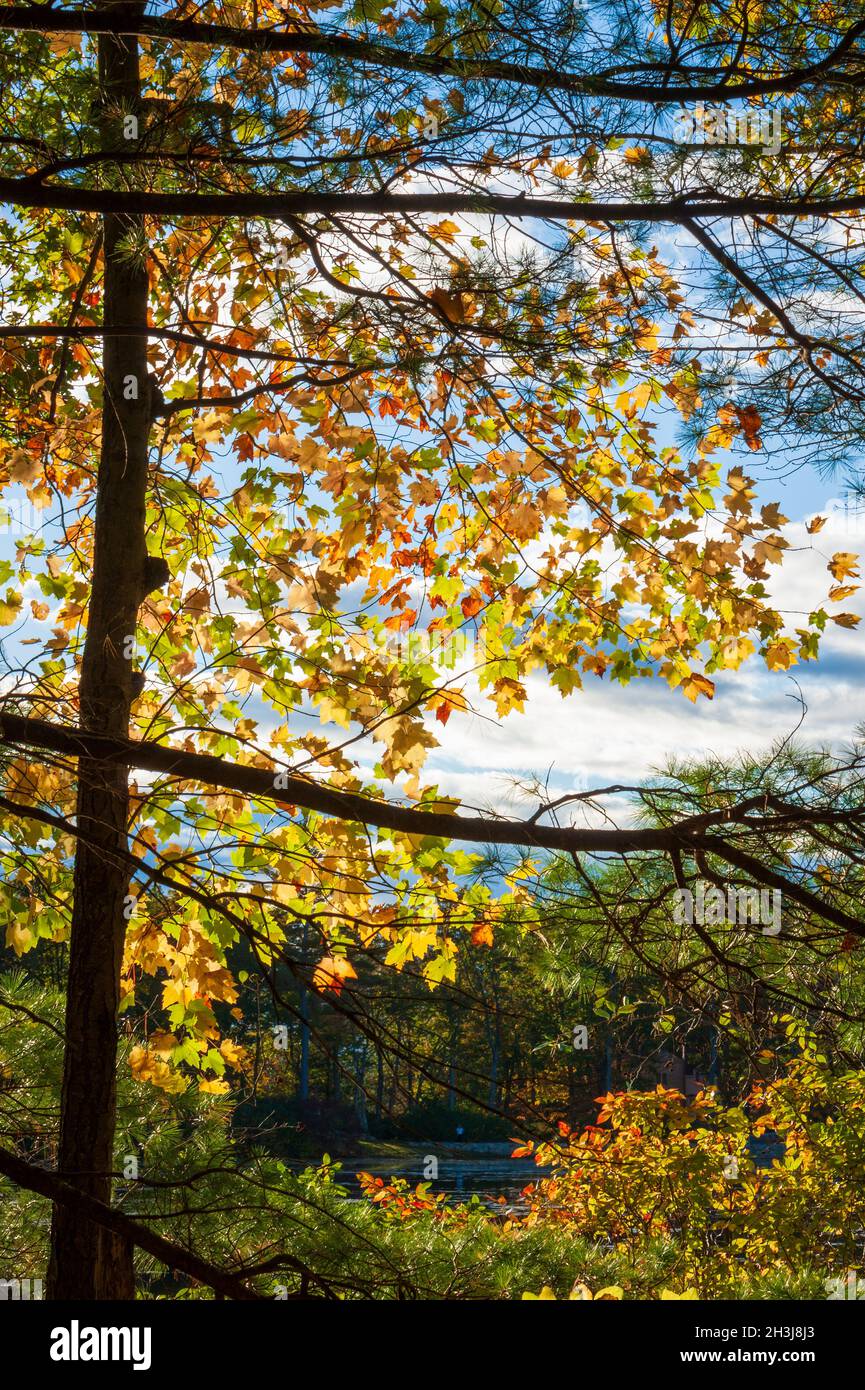 The foliage of a red maple tree (Acer rubrum) in vibrant fall colors, seen through the branches ...