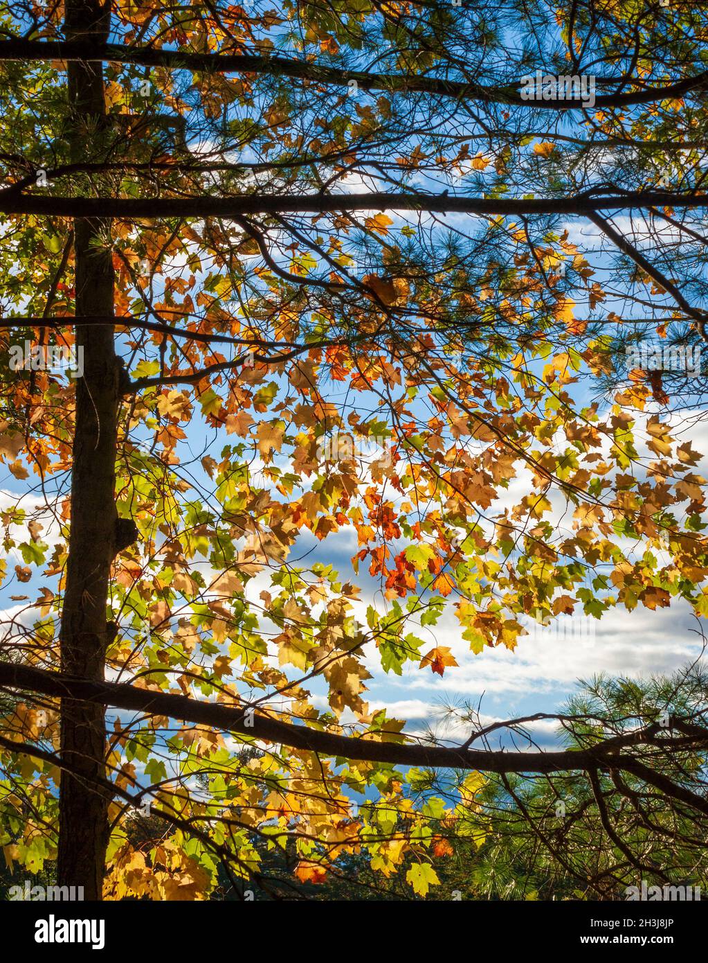The foliage of a red maple tree (Acer rubrum) in vibrant fall colors, seen through the branches ...