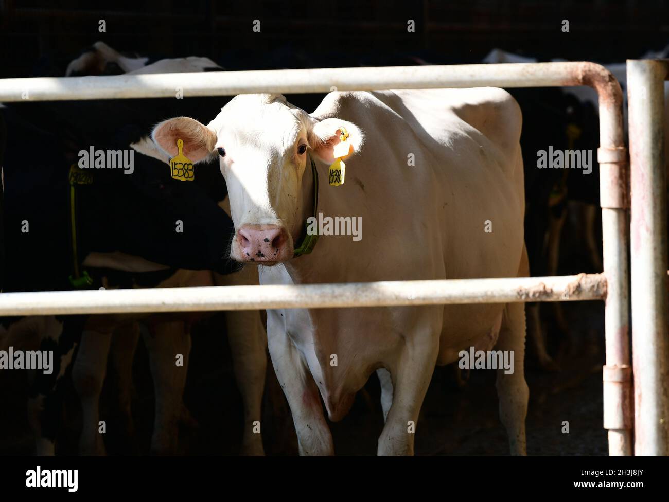 HAIAN, CHINA - OCTOBER 29, 2021 - An overview of Xiangyang Dairy Farm ...