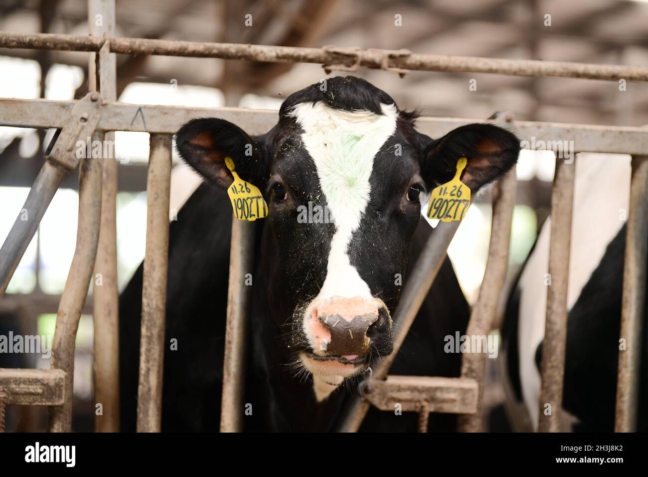 HAIAN, CHINA - OCTOBER 29, 2021 - An overview of Xiangyang Dairy Farm ...