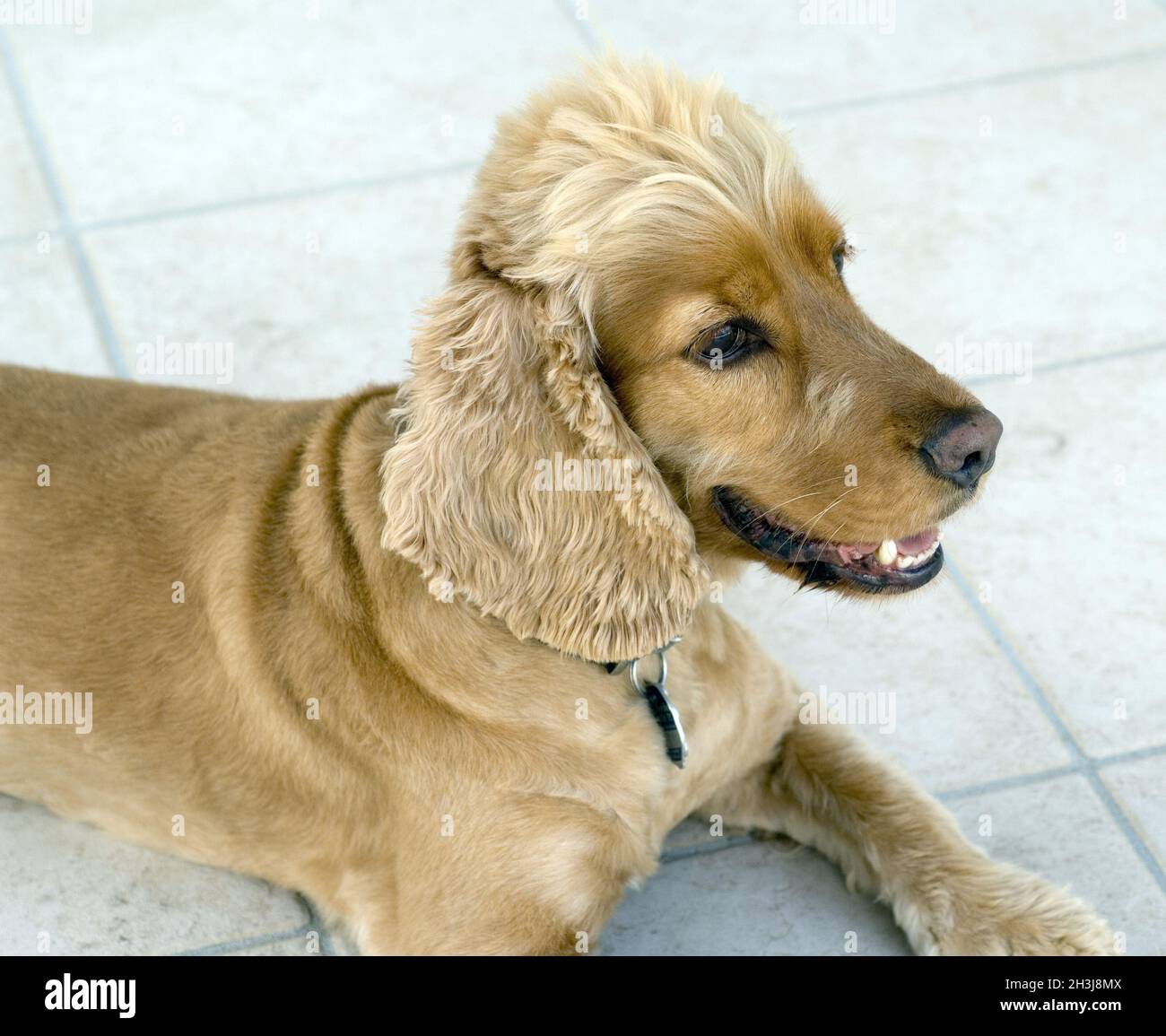 English cocker spaniel family hi-res stock photography and images - Alamy