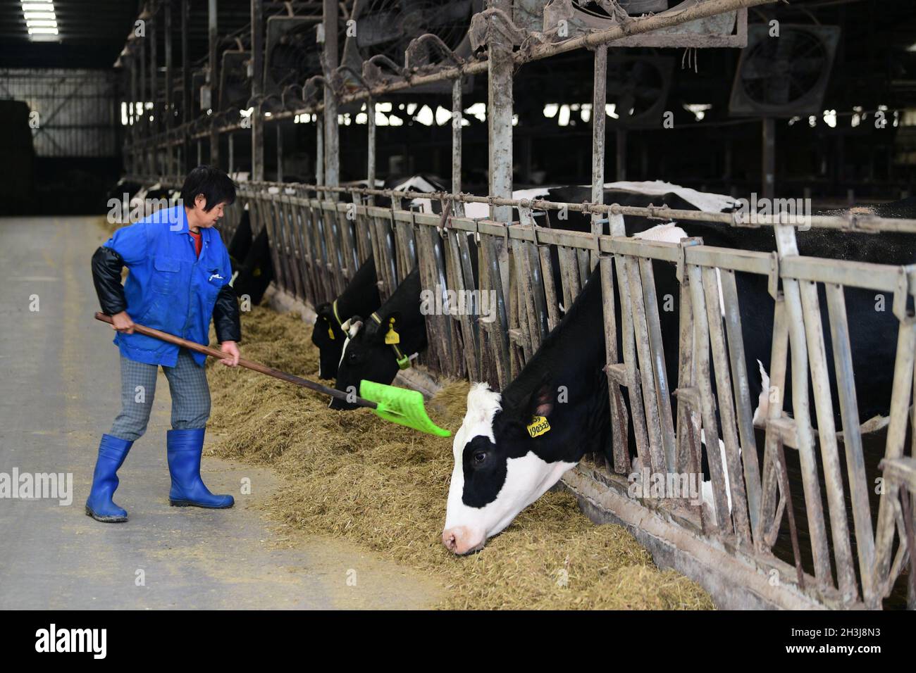HAIAN, CHINA - OCTOBER 29, 2021 - An overview of Xiangyang Dairy Farm ...
